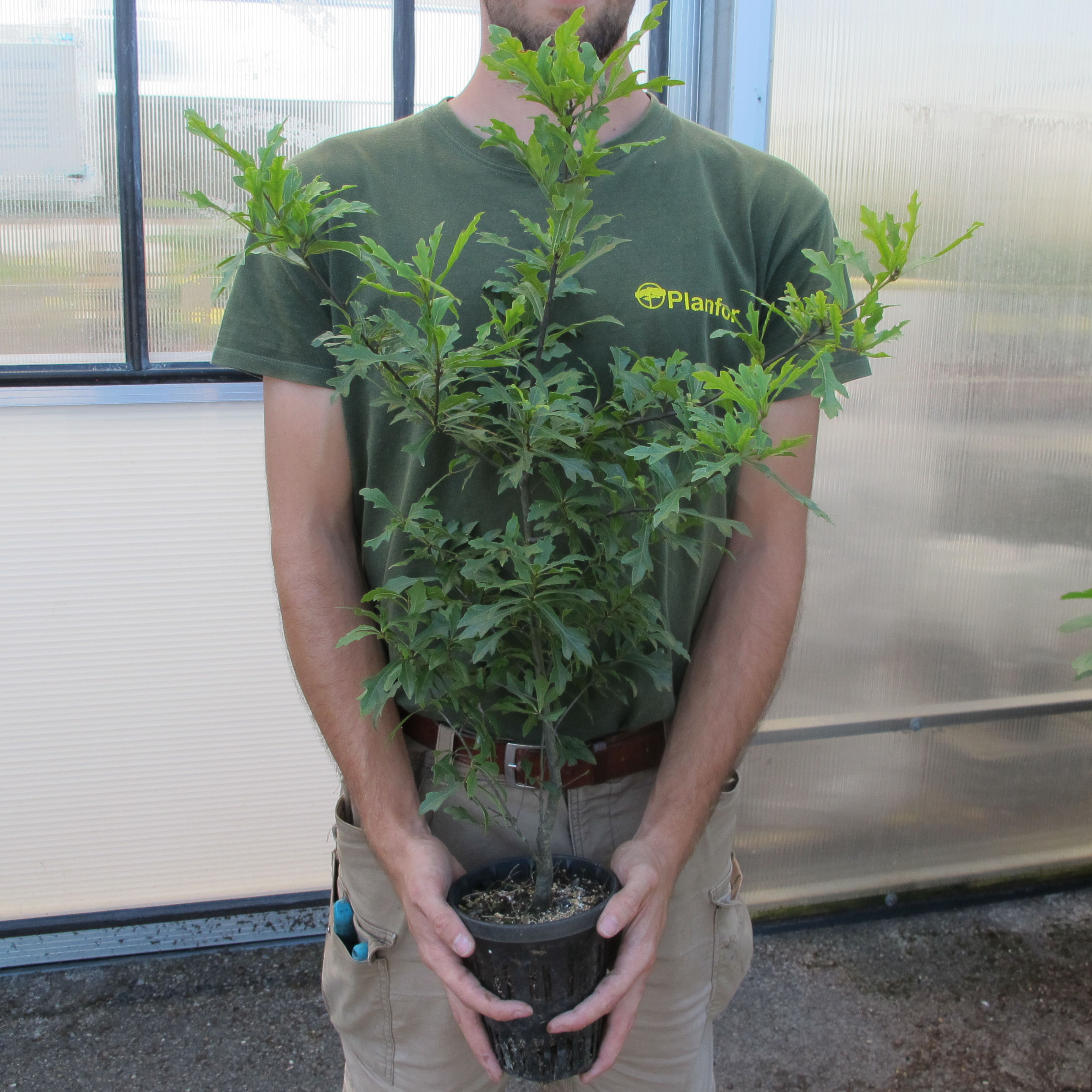 Chêne noir - Vente en ligne au meilleur prix