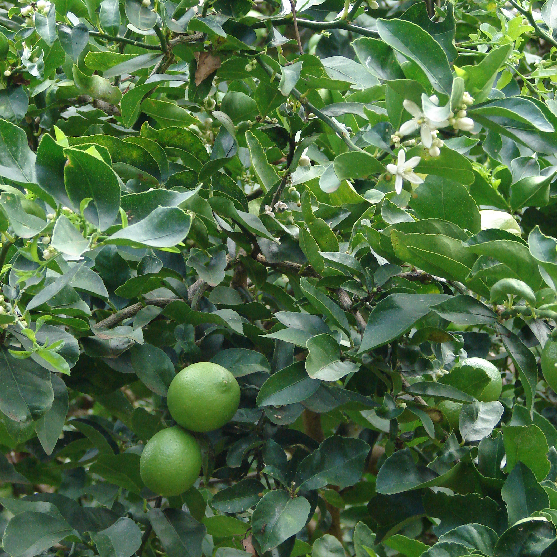 Citron vert, Citronnier vert - Vente en ligne au meilleur prix