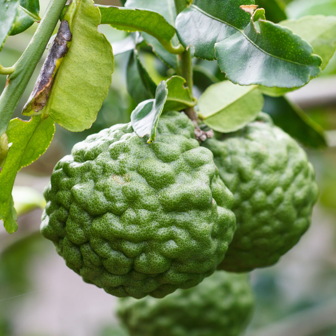 Combava - Vente en ligne au meilleur prix