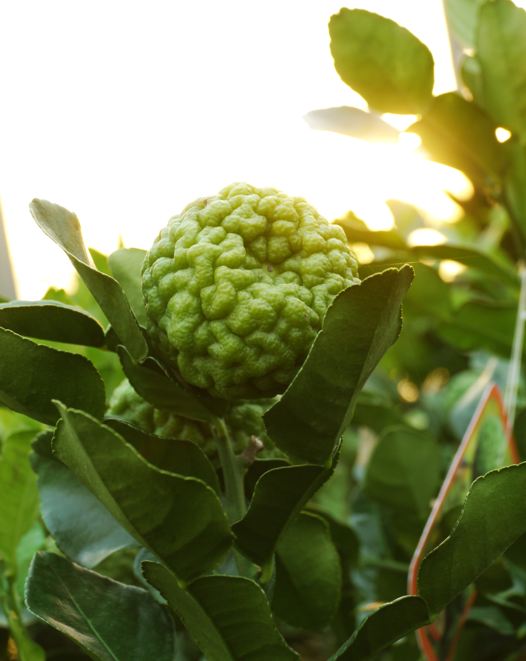 Combava - Vente en ligne au meilleur prix