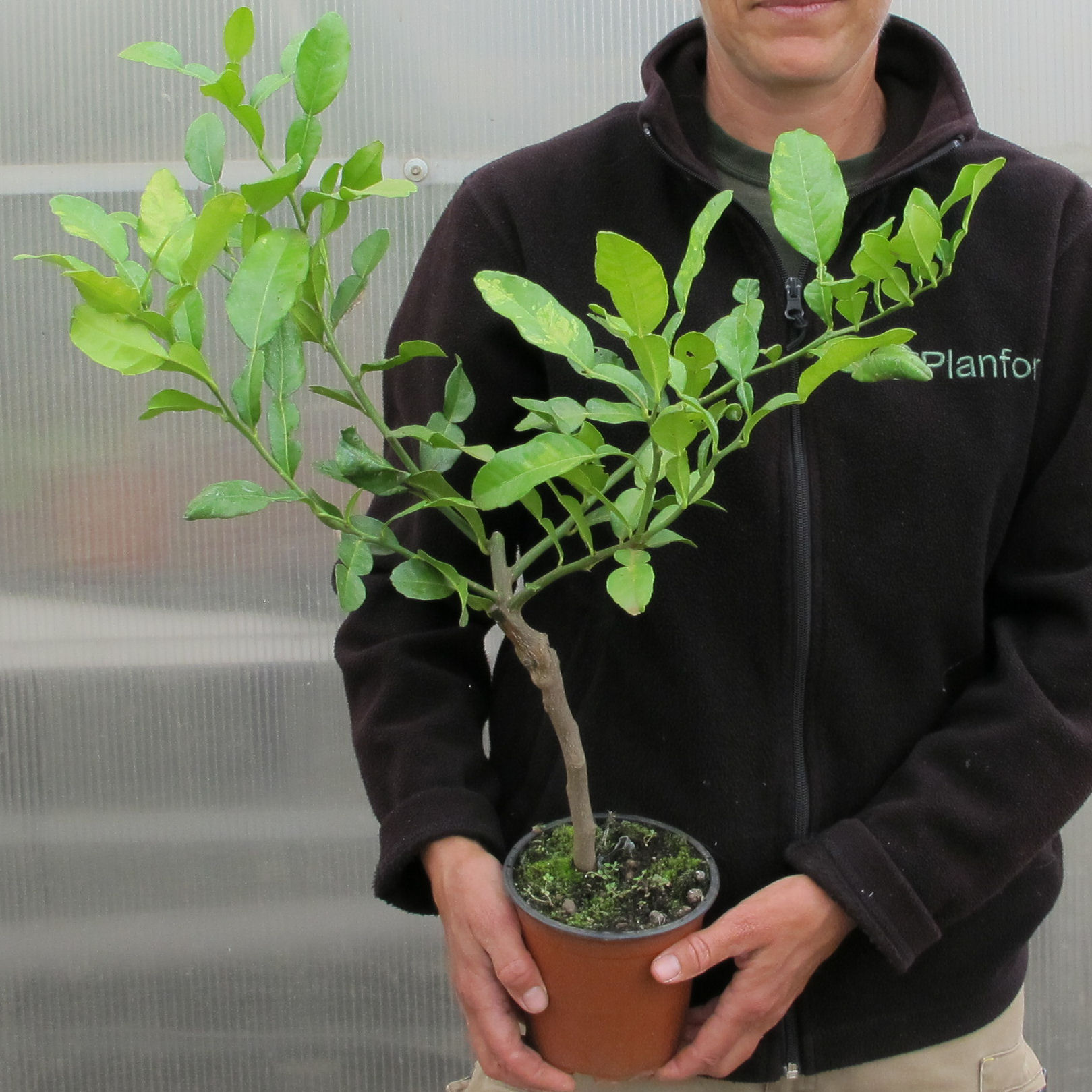 Combava - Vente en ligne au meilleur prix