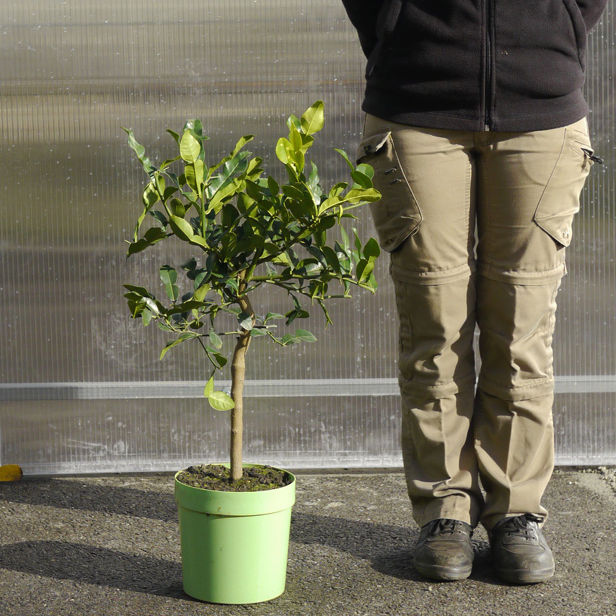 Combava - Vente en ligne au meilleur prix