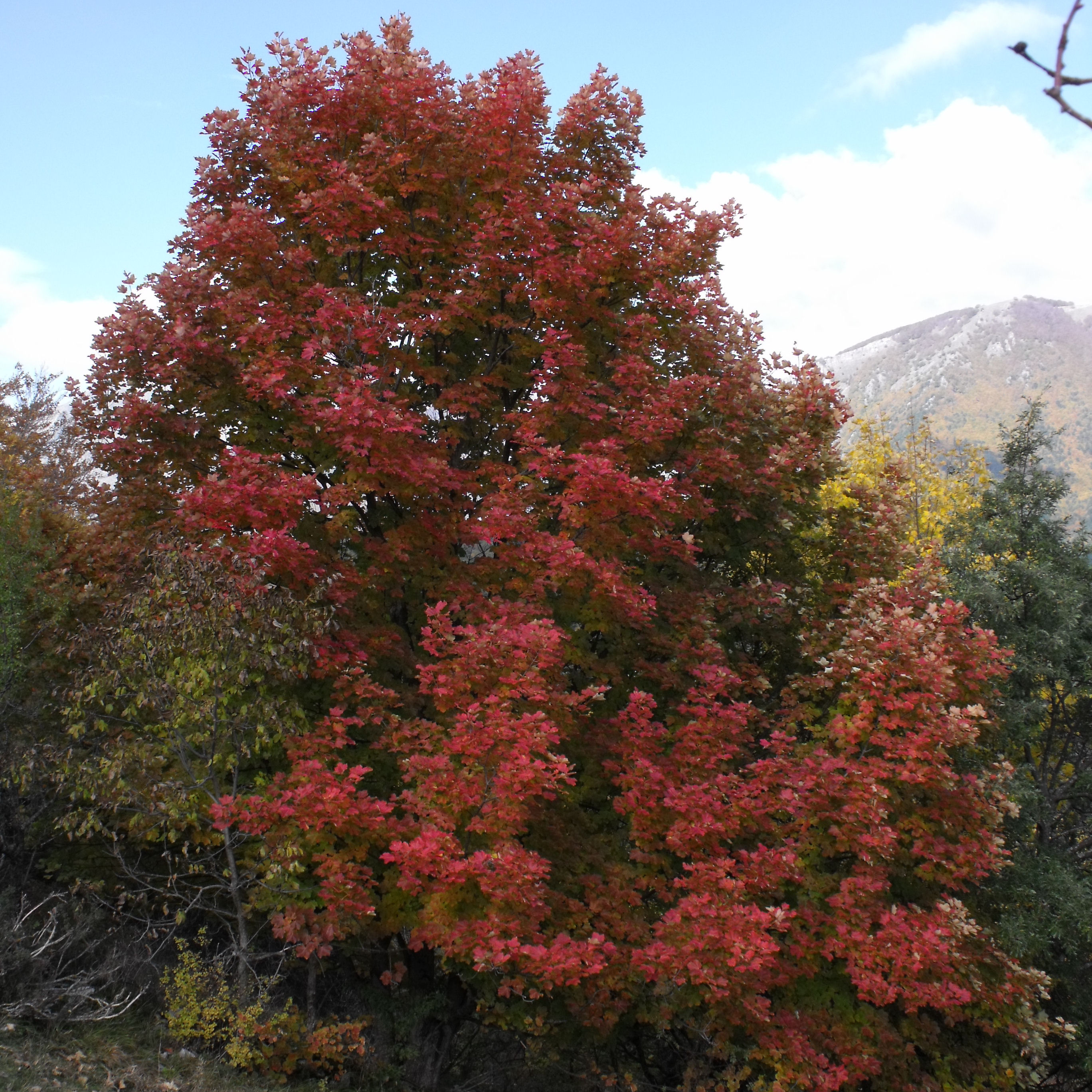 Erable à feuilles d'obier - Vente en ligne au meilleur prix