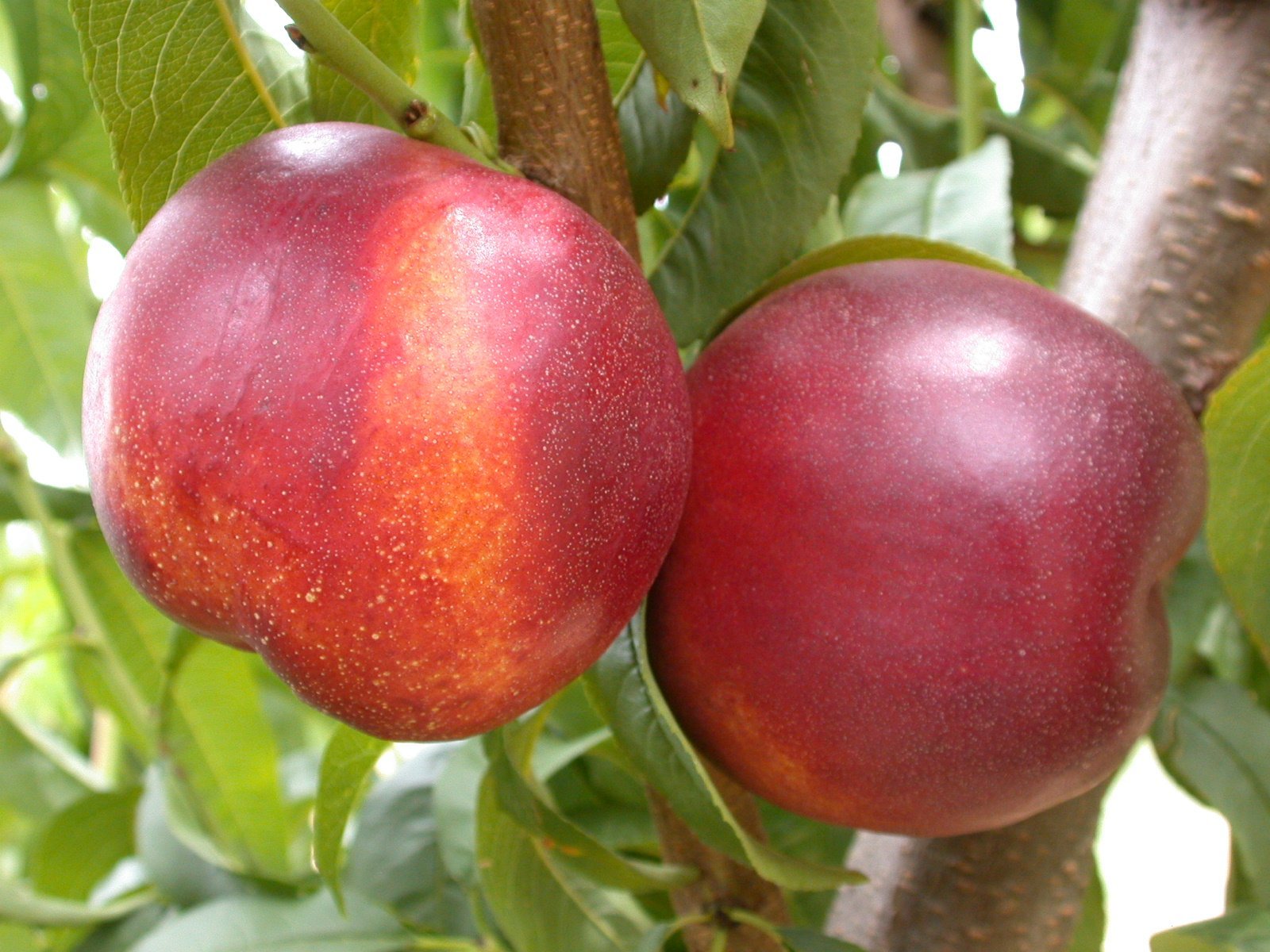 Nectarinier à chair jaune - Vente en ligne au meilleur prix