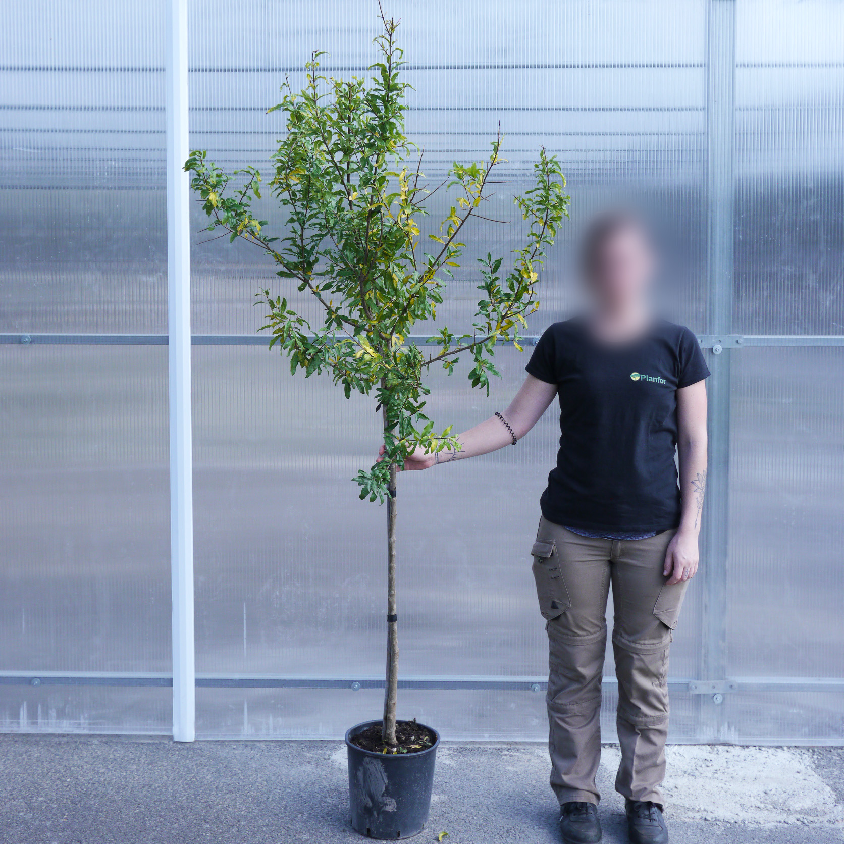 Grenadier à fruits - Vente en ligne au meilleur prix