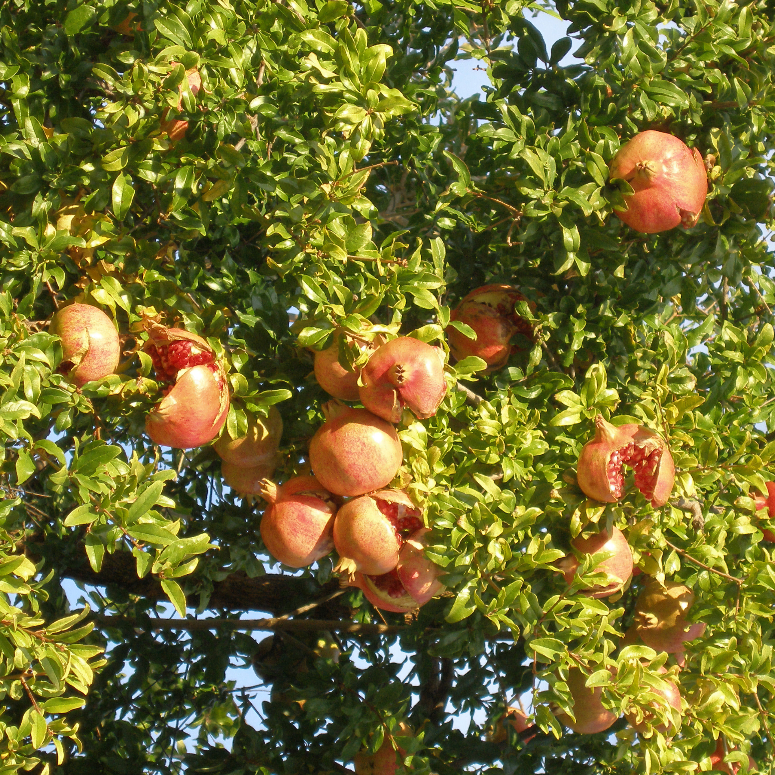 Grenadier à fruits - Vente en ligne au meilleur prix