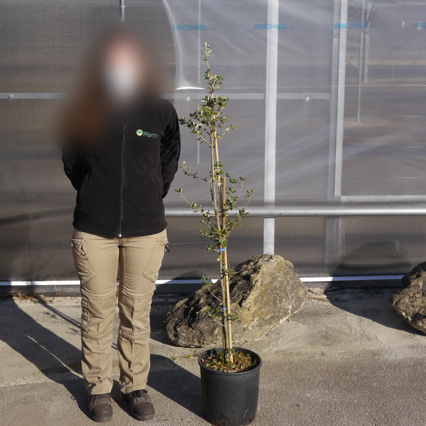 Chêne vert - Vente en ligne au meilleur prix