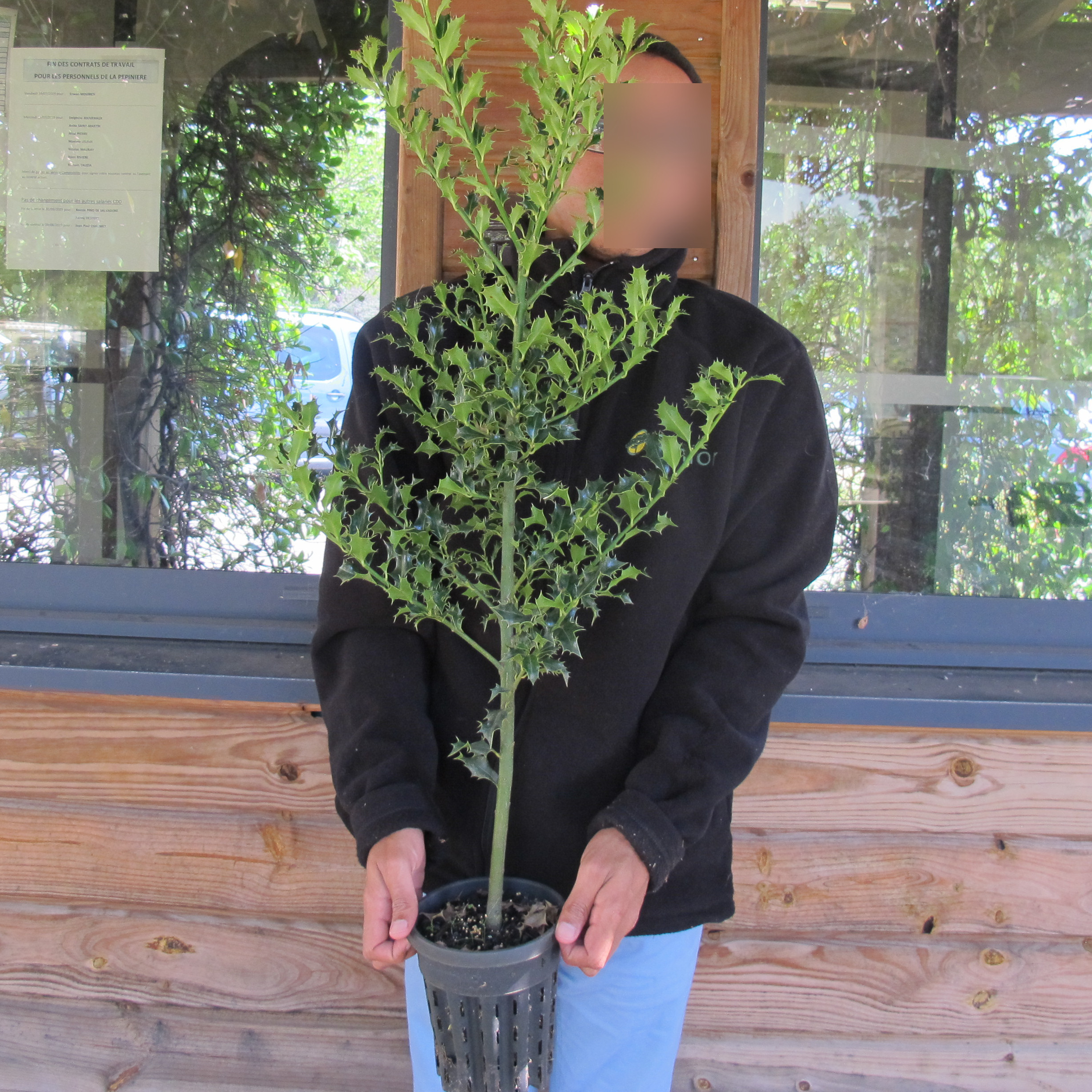 Houx femelle 'Alaska' - Vente en ligne au meilleur prix