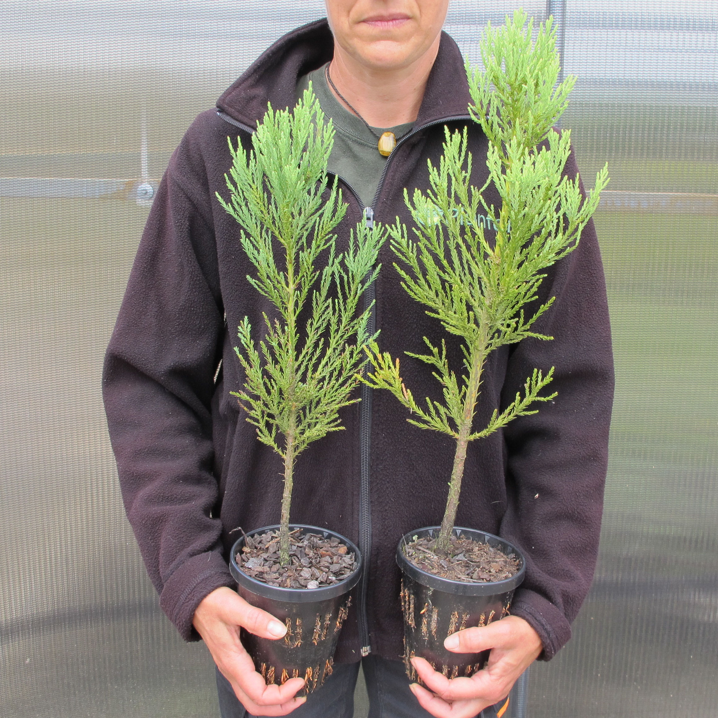 Séquoia géant - Vente en ligne au meilleur prix