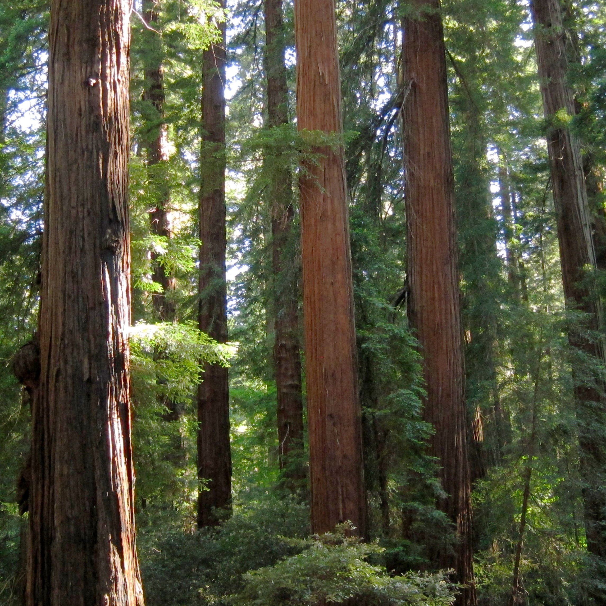 Séquoia toujours vert - Vente en ligne au meilleur prix