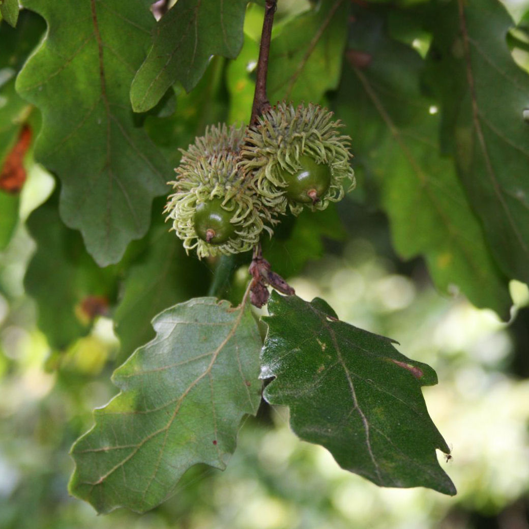 Chêne chevelu - Vente en ligne au meilleur prix