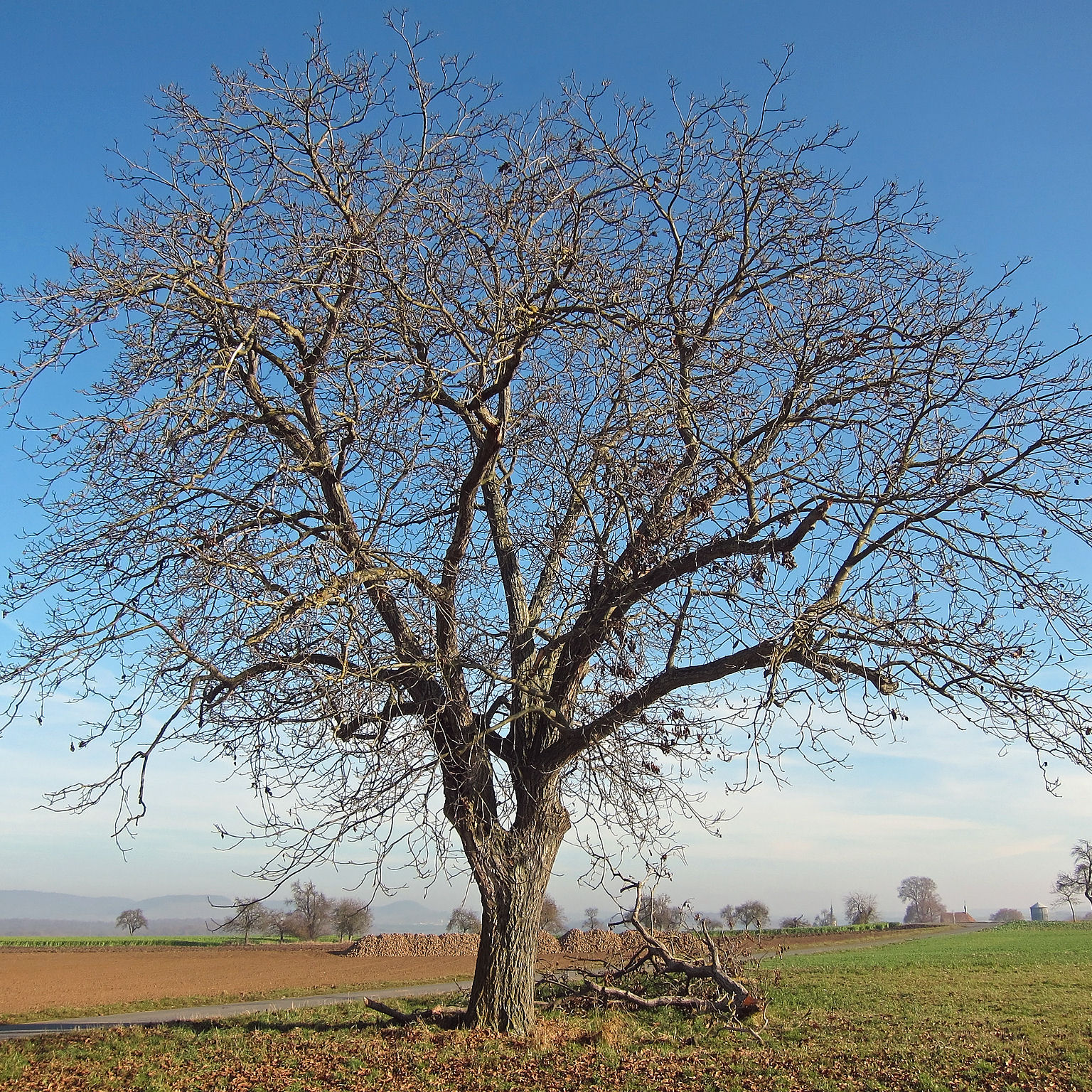 Noyer commun - Vente en ligne au meilleur prix