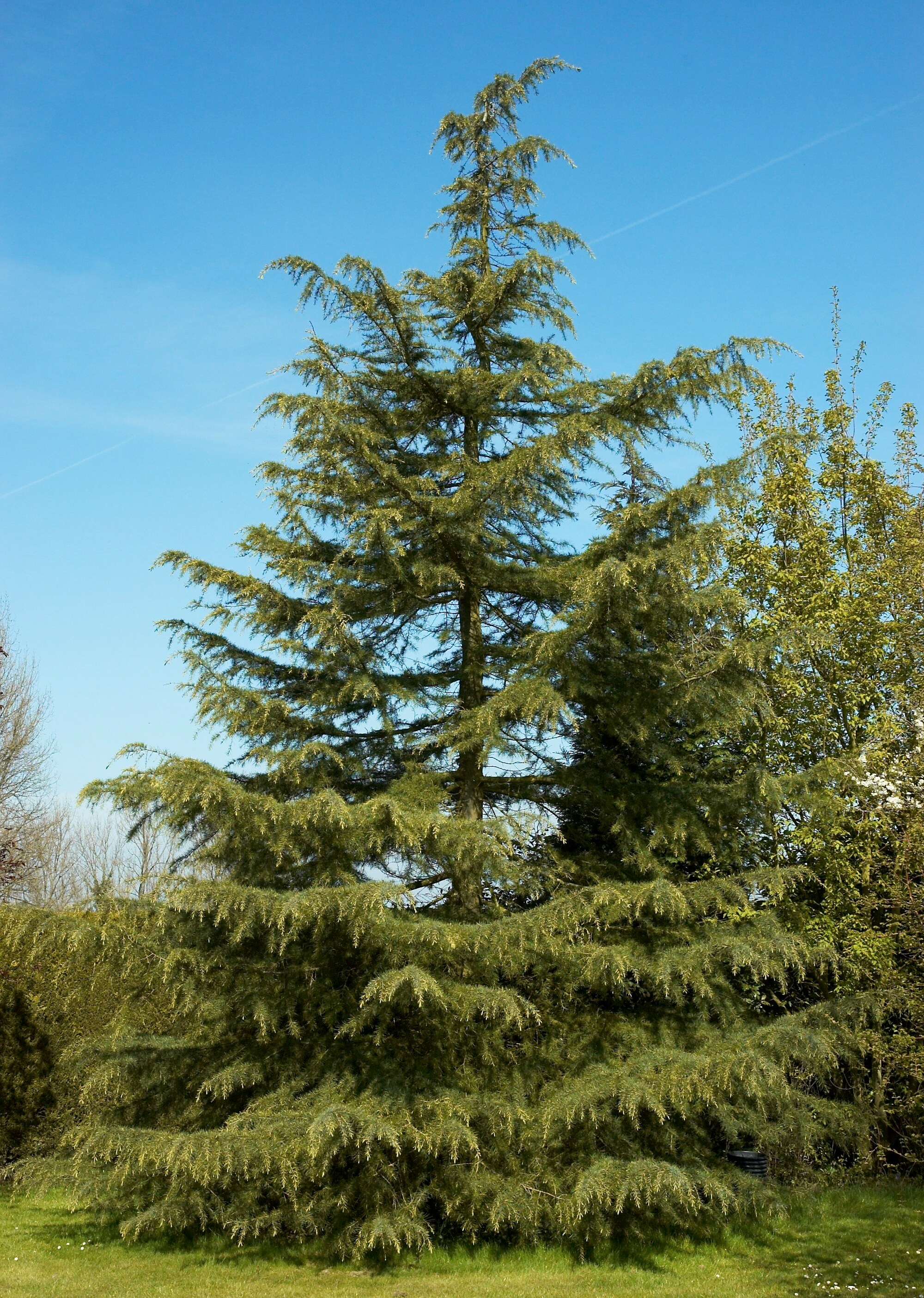 Cèdre de l'Himalaya - Vente en ligne au meilleur prix