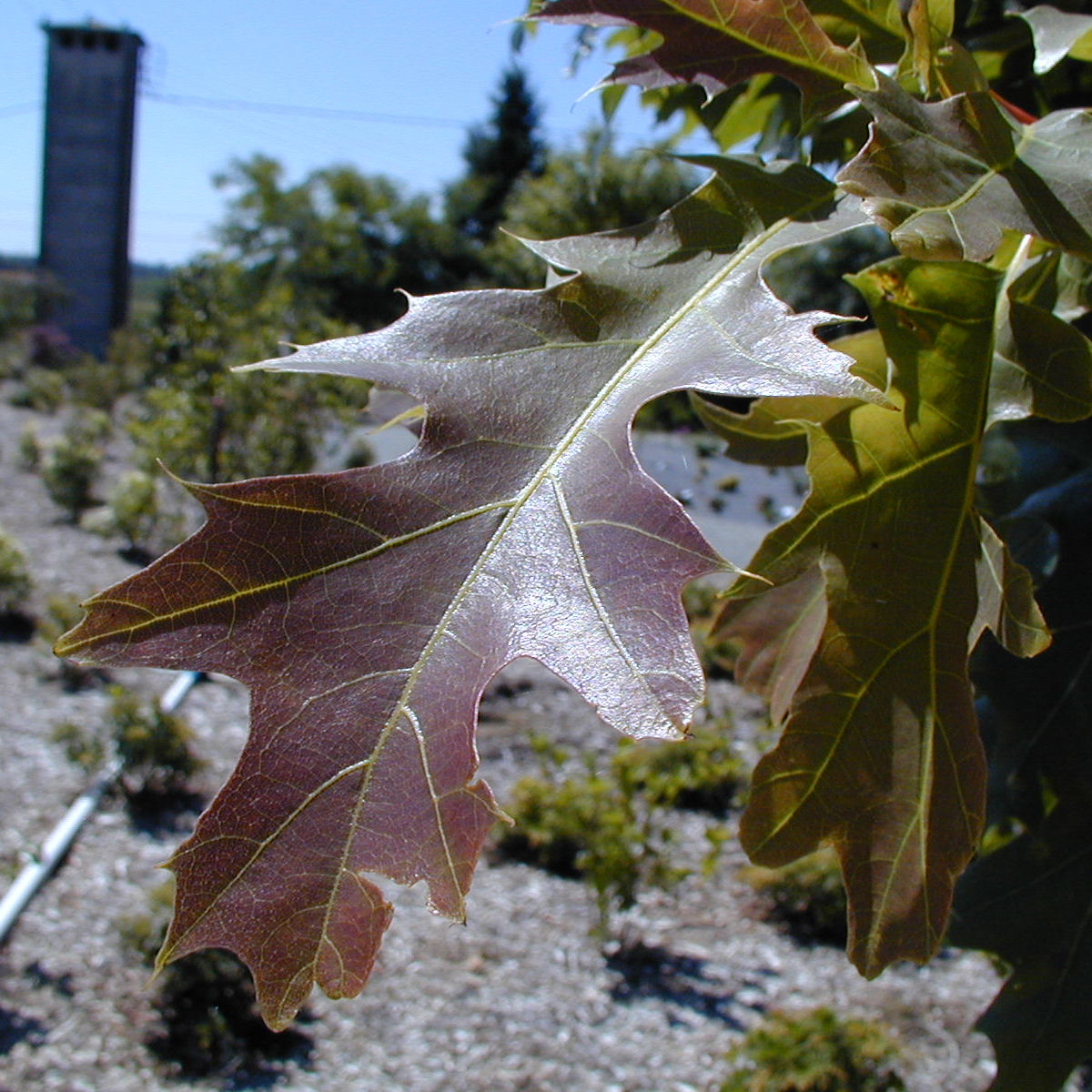 Chêne rouge d'Amérique - Vente en ligne au meilleur prix