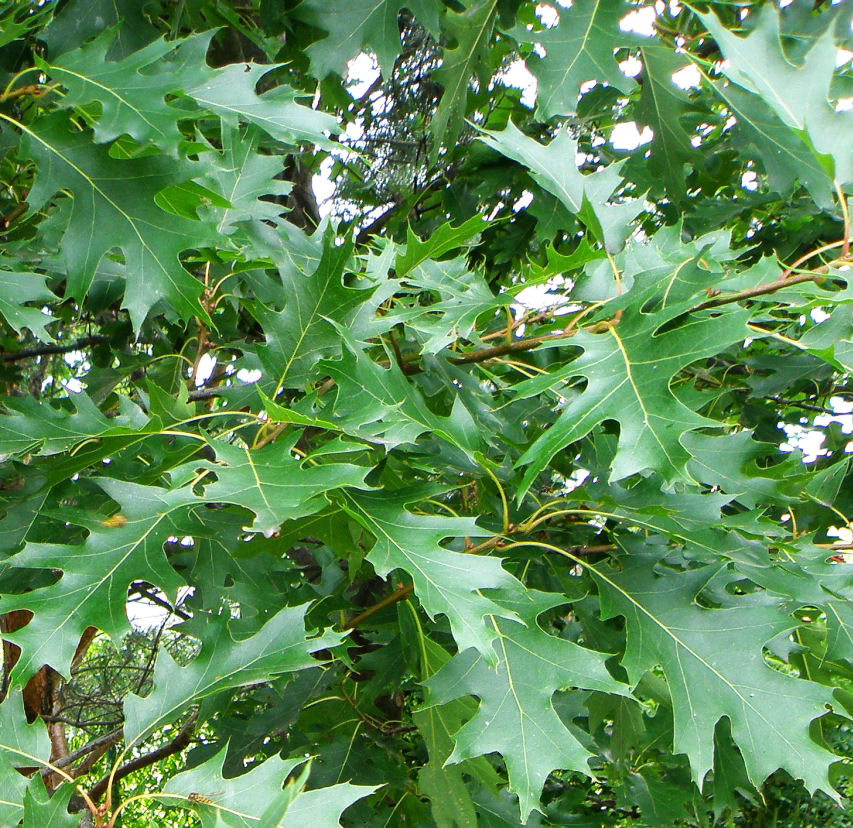Chêne rouge d'Amérique - Vente en ligne au meilleur prix