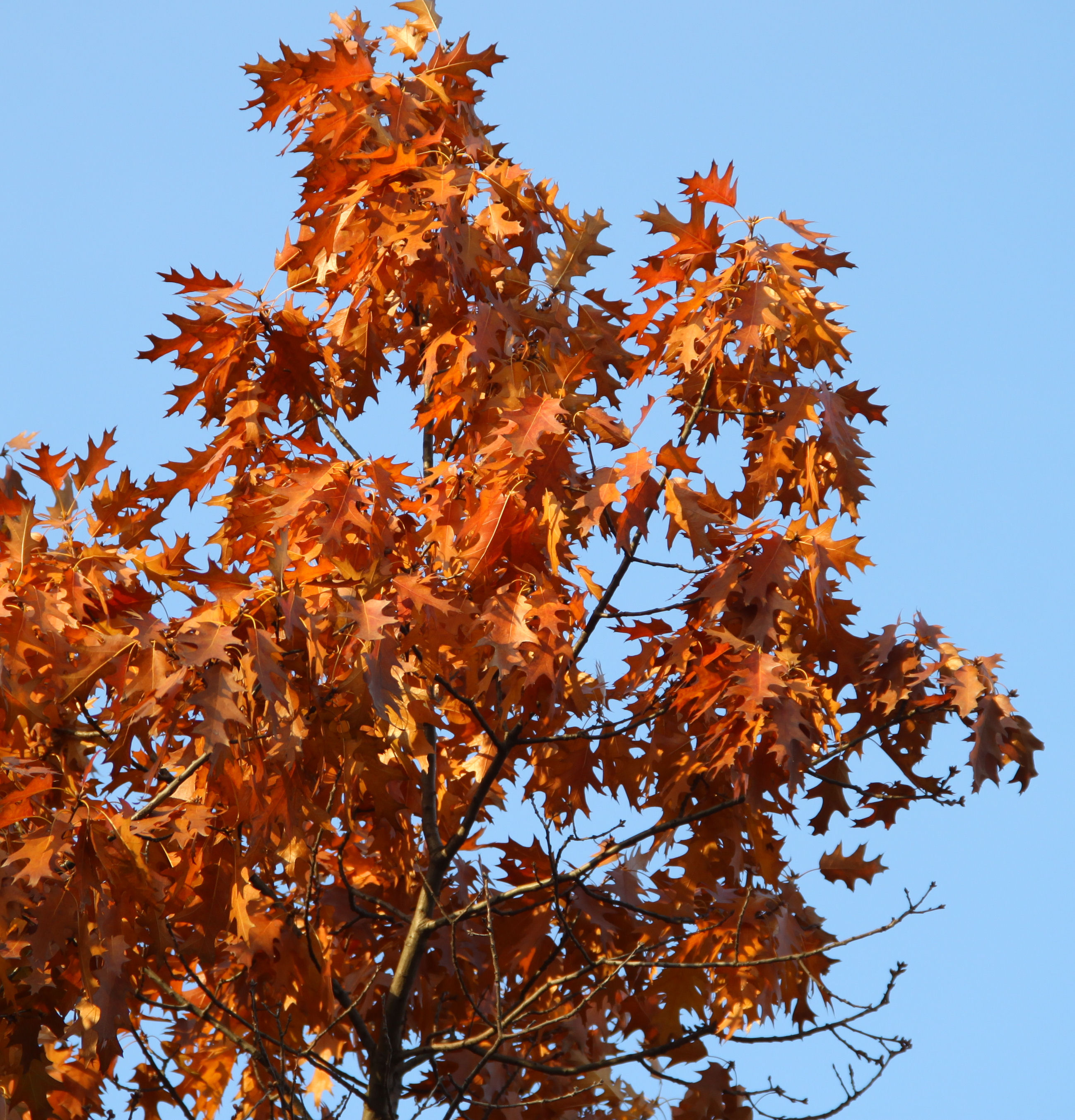 Chêne rouge d'Amérique - Vente en ligne au meilleur prix