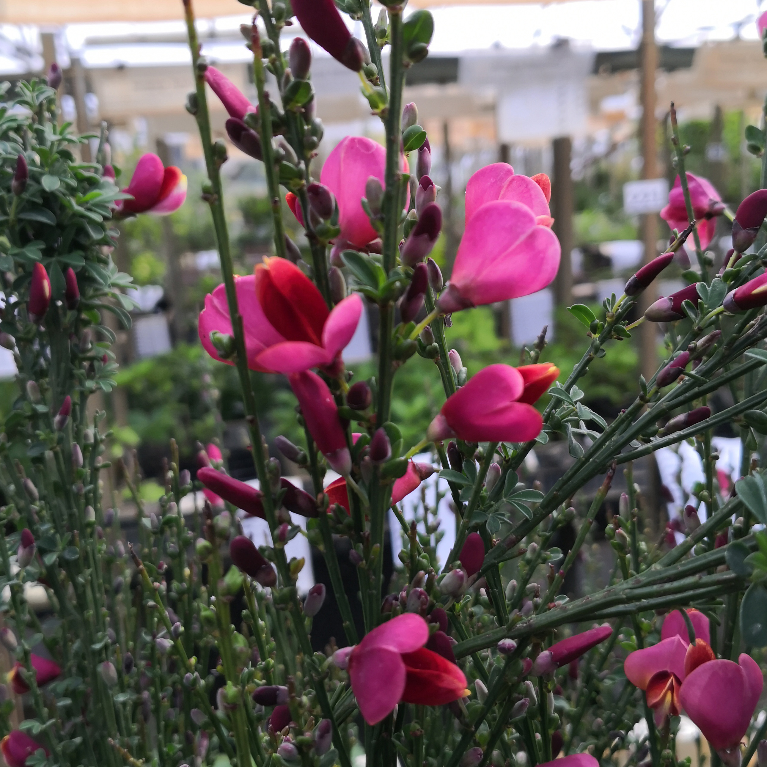 Genêt à balais 'Boskoop Ruby' - Vente en ligne au meilleur prix