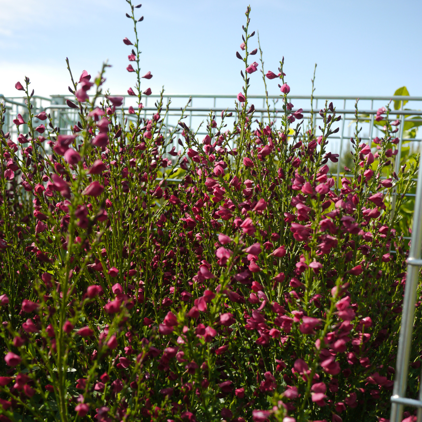 Genêt à balais 'Boskoop Ruby' - Vente en ligne au meilleur prix