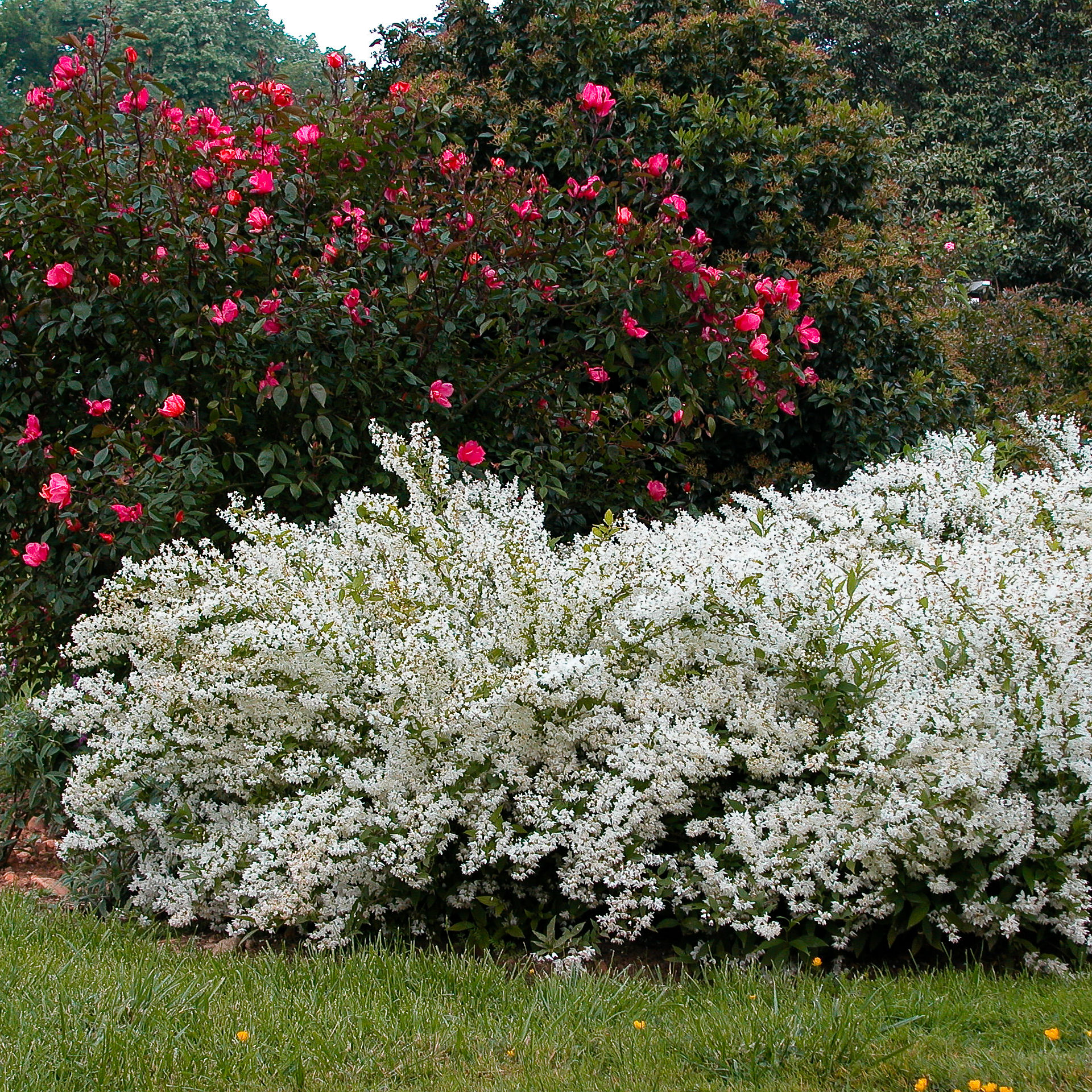 Deutzia gracilis - Vente en ligne au meilleur prix