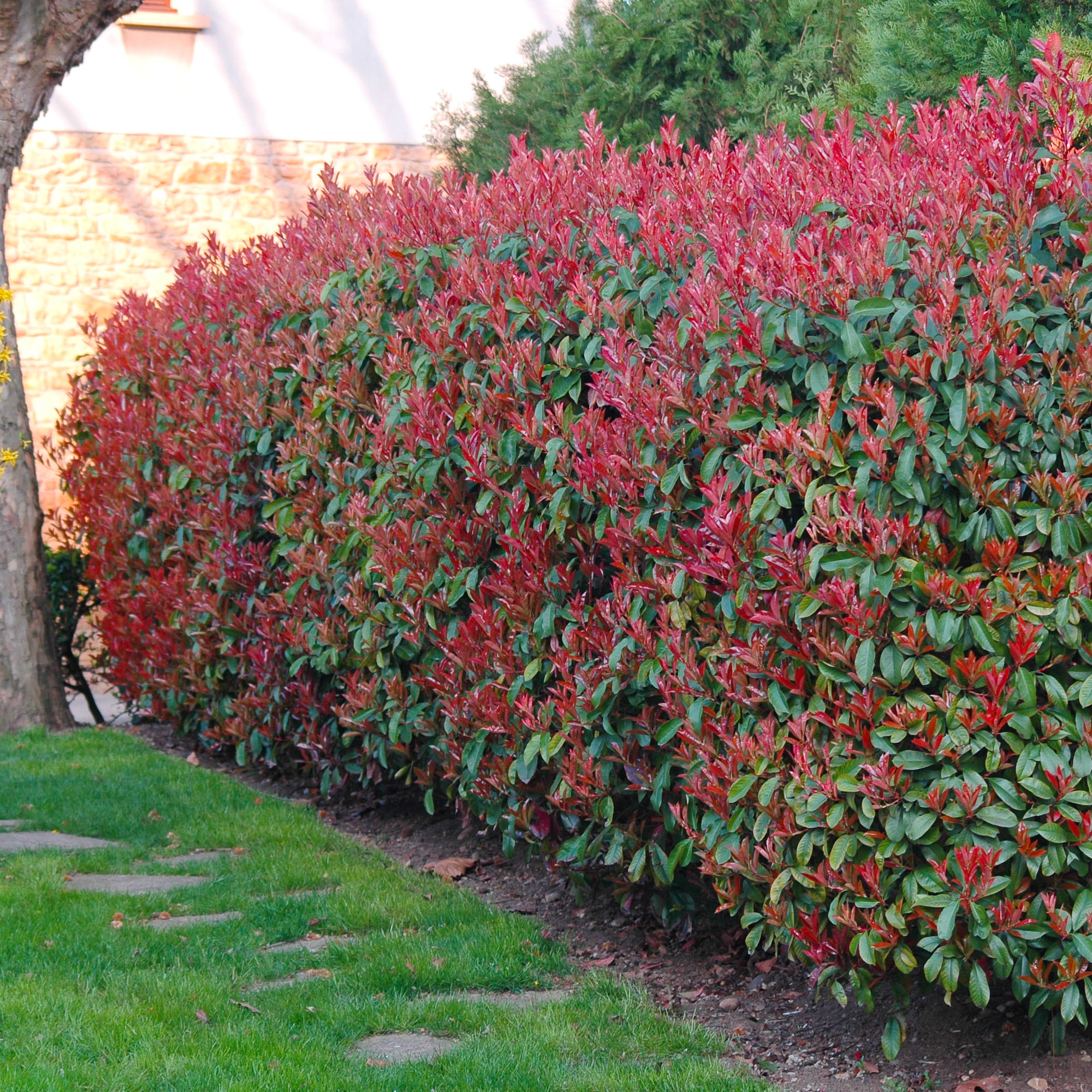 Photinia 'Red Robin' - Vente en ligne au meilleur prix