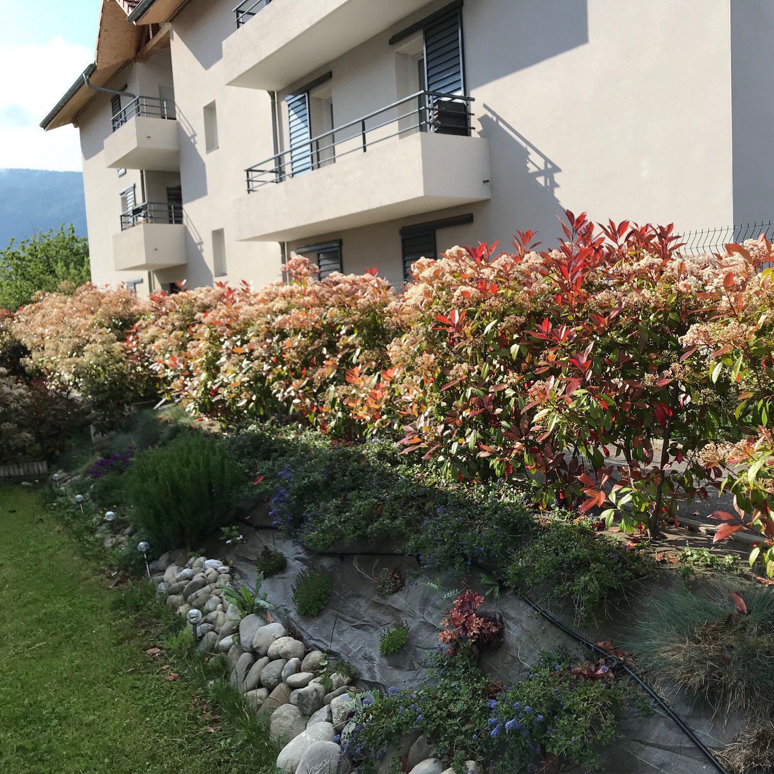 Photinia 'Red Robin' - Vente en ligne au meilleur prix