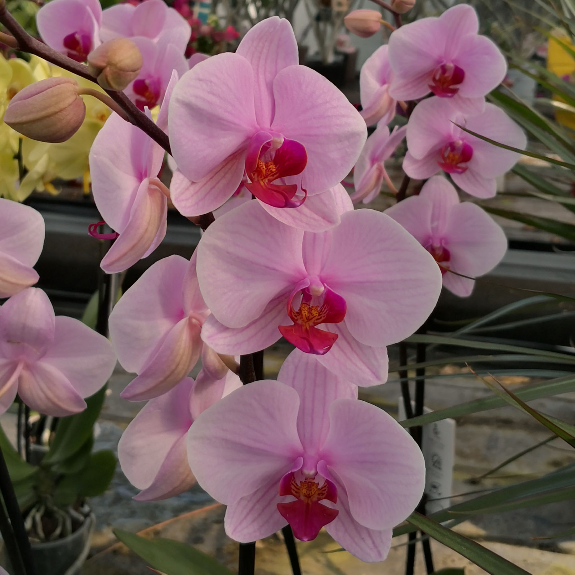 Orchidée papillon Rose, Phalaenopsis - Vente en ligne au meilleur prix