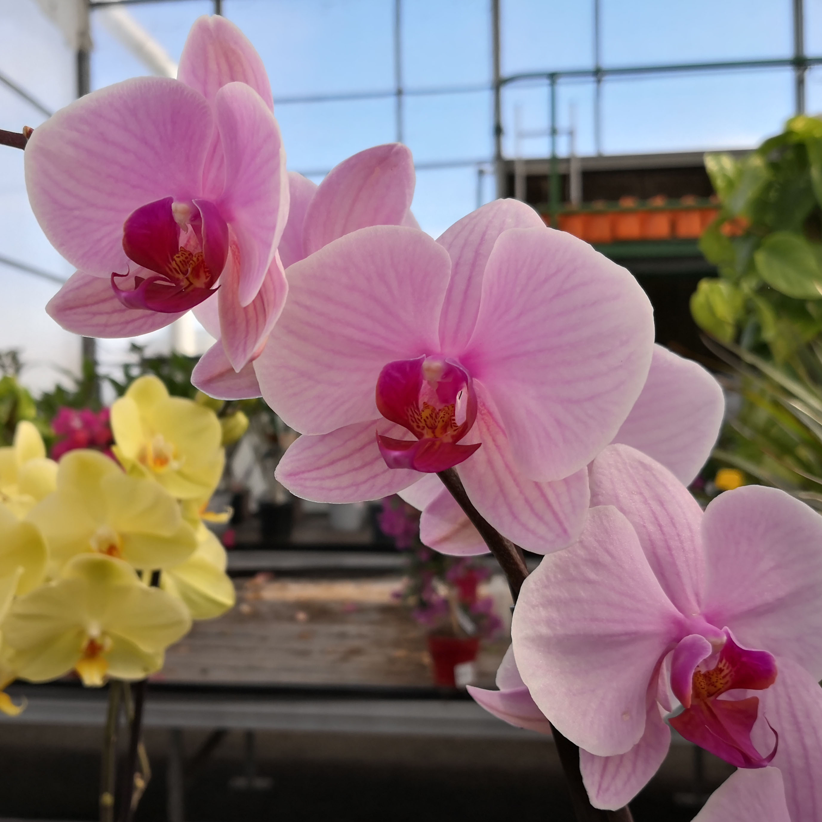 Orchidée papillon Rose, Phalaenopsis - Vente en ligne au meilleur prix