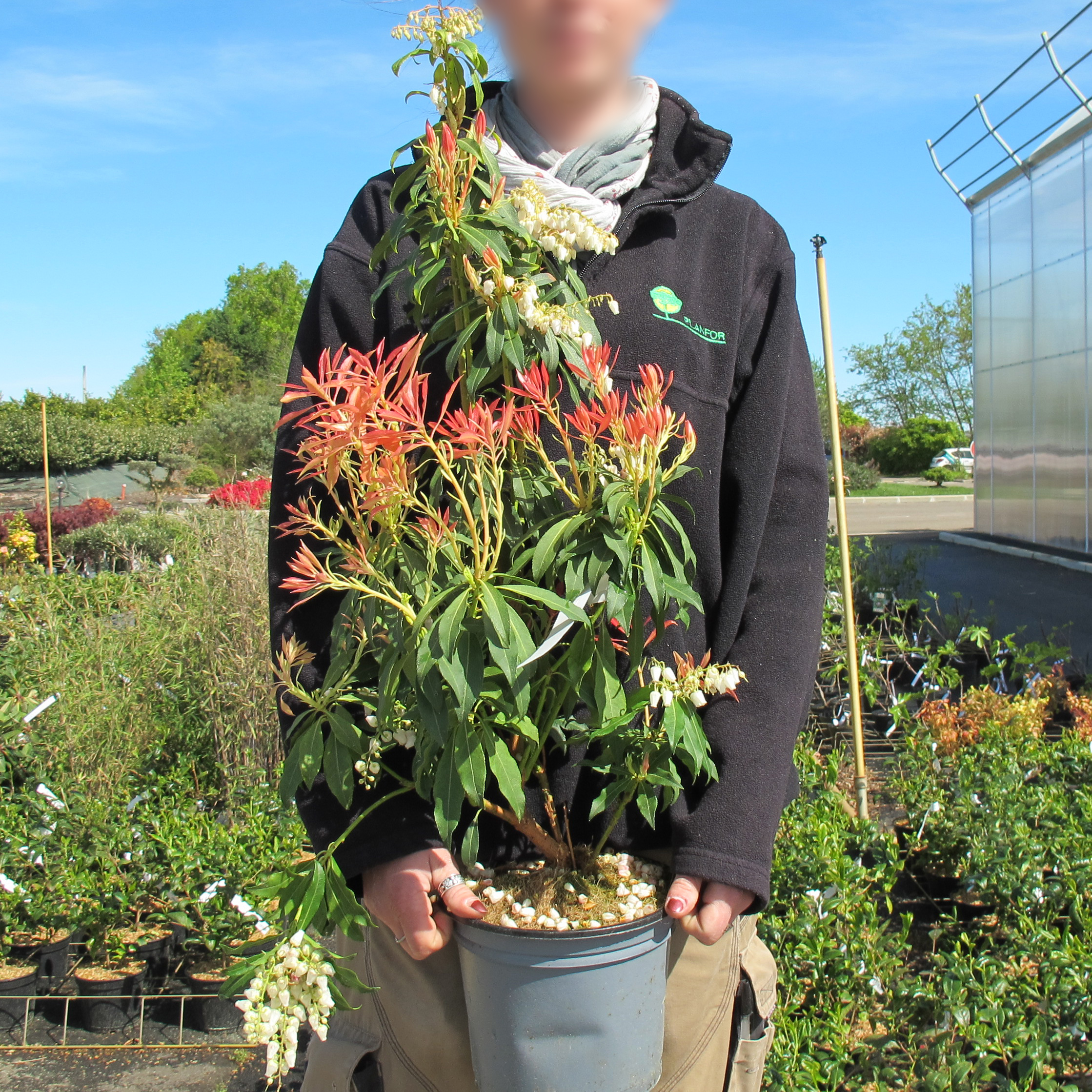 Andromède, Pieris - Vente en ligne au meilleur prix