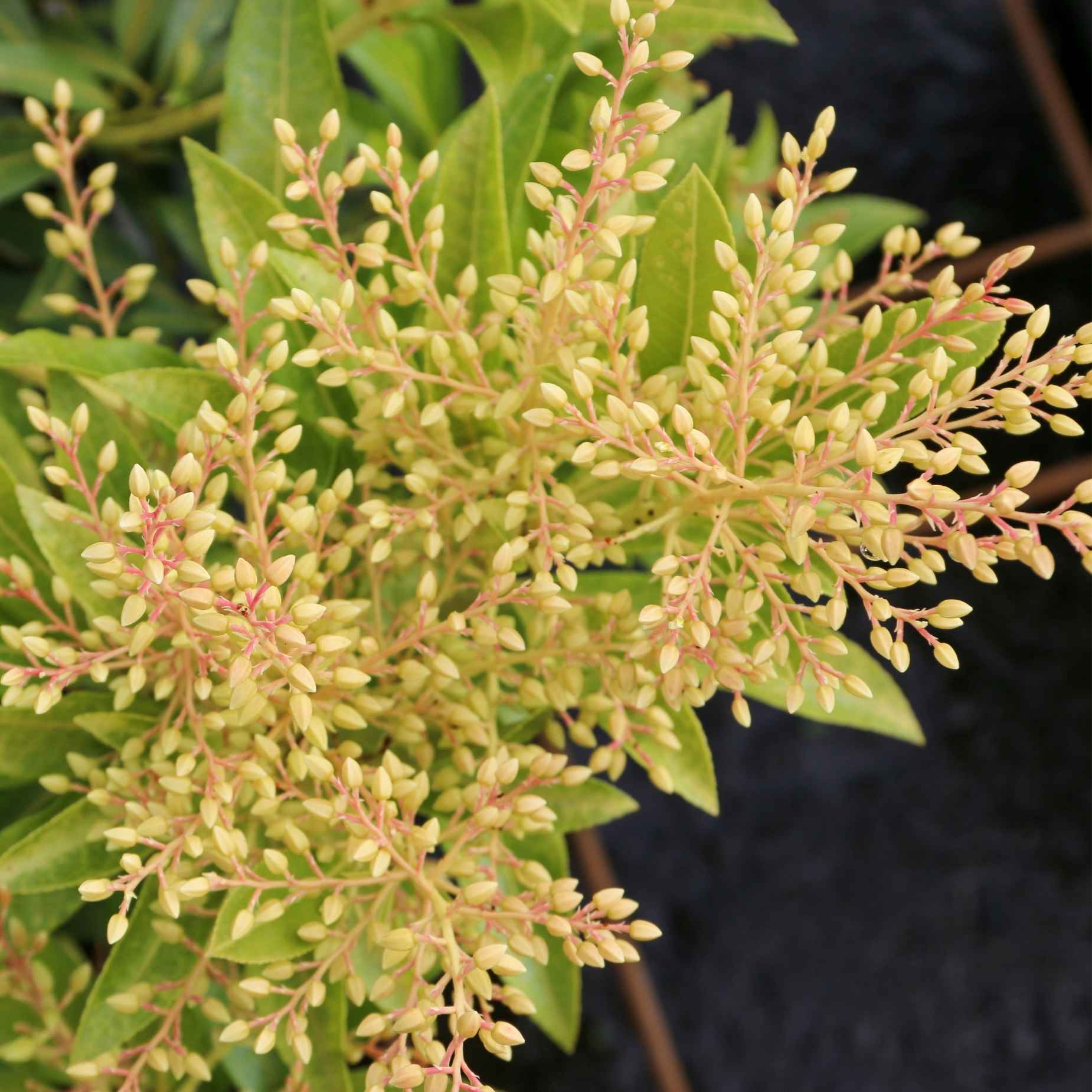 Andromède, Pieris - Vente en ligne au meilleur prix