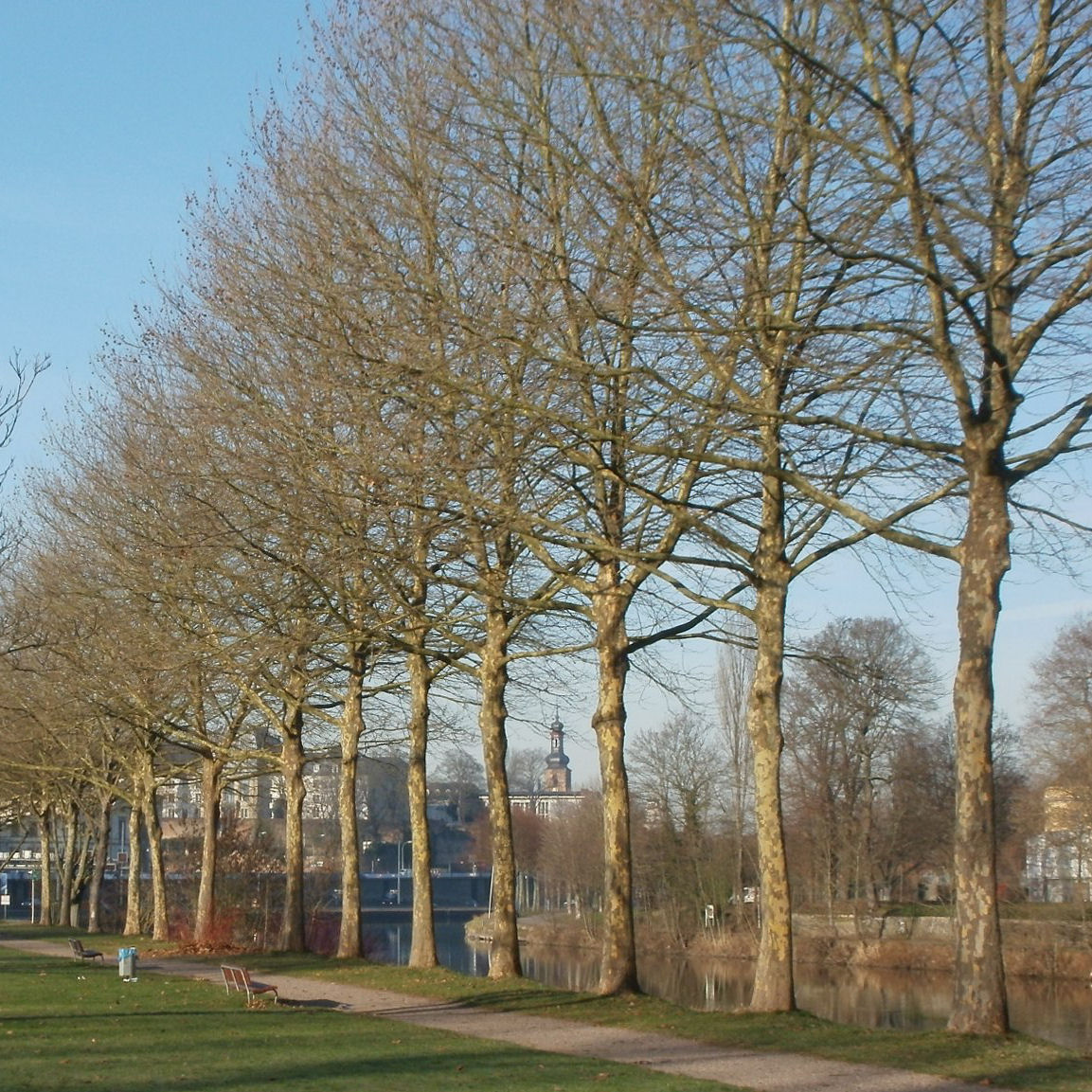 Platane - Vente en ligne au meilleur prix