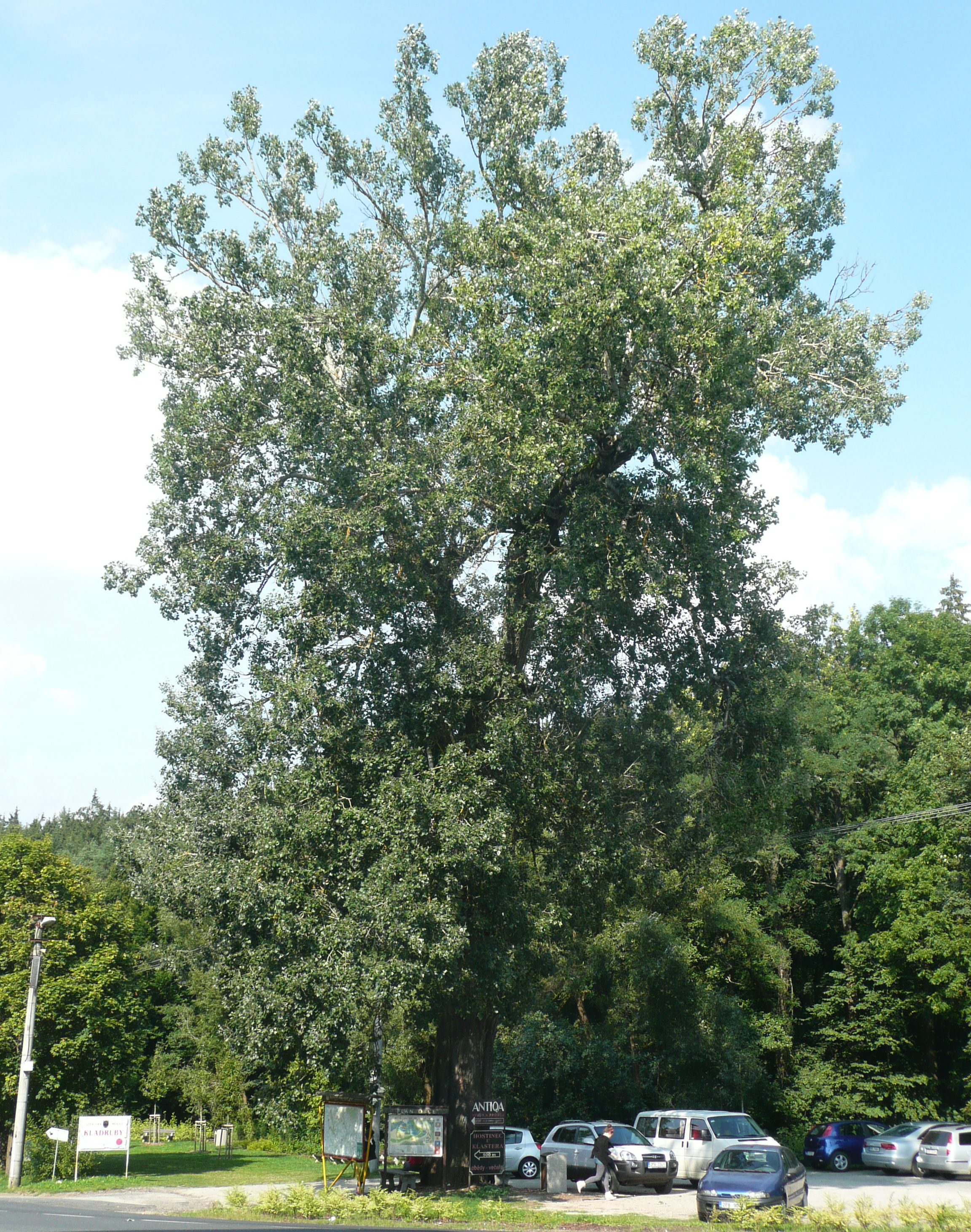 Peuplier blanc - Vente en ligne au meilleur prix
