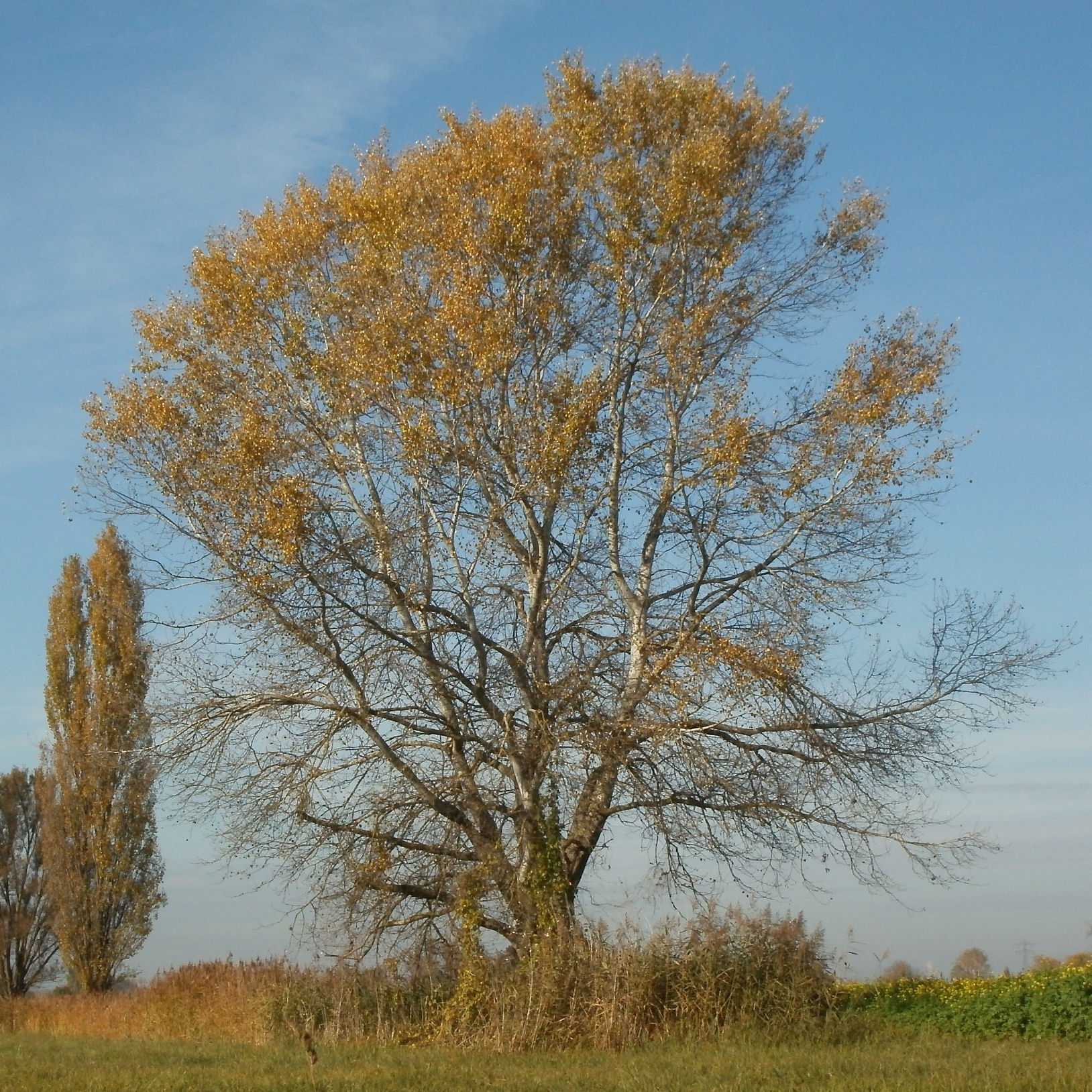 Peuplier blanc - Vente en ligne au meilleur prix