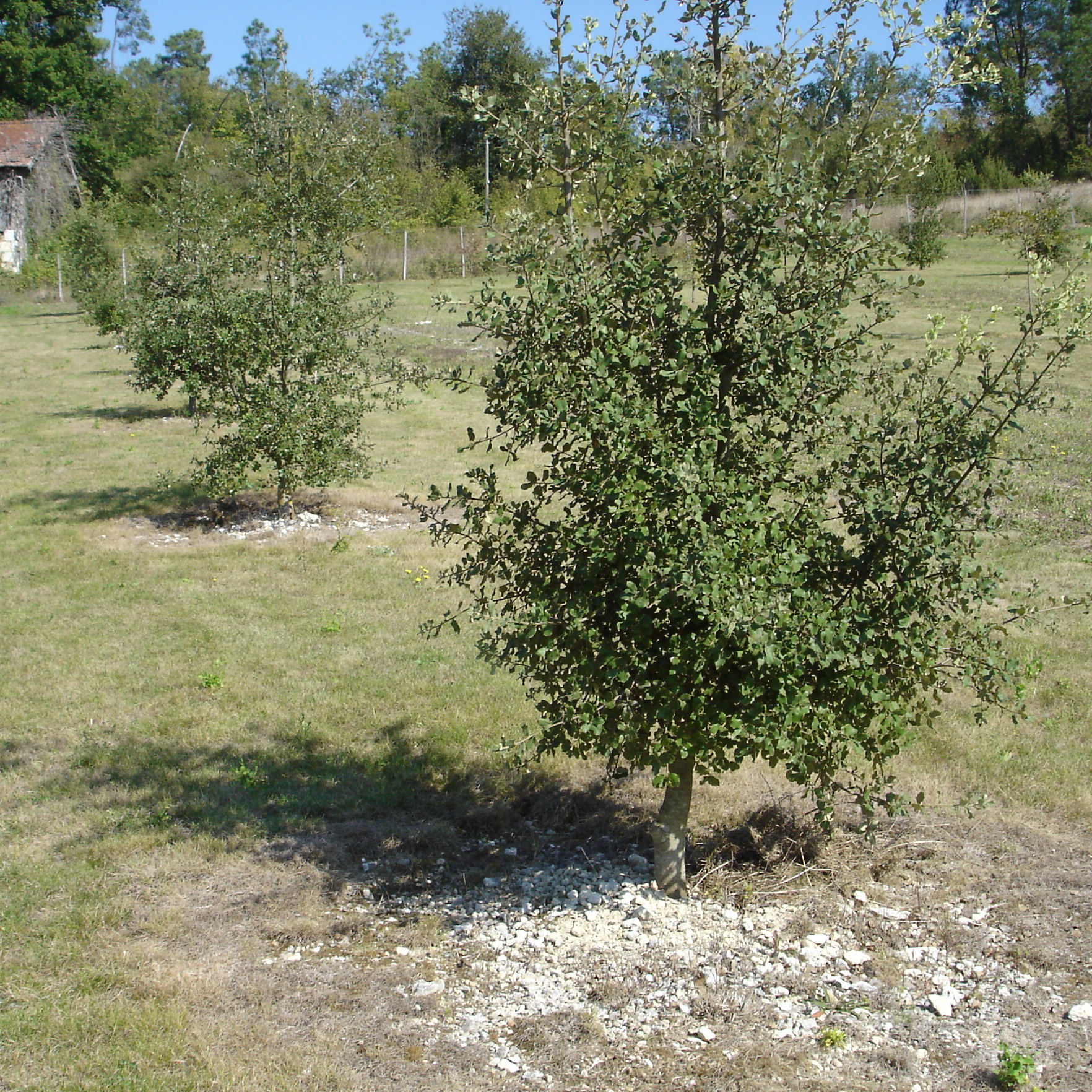 Chêne vert TRUFFIER - Vente en ligne au meilleur prix
