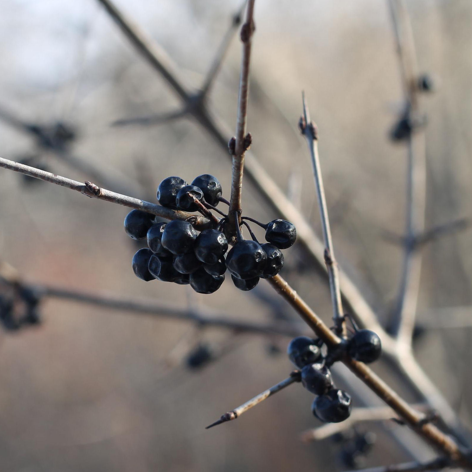 Nerprun purgatif - Vente en ligne au meilleur prix