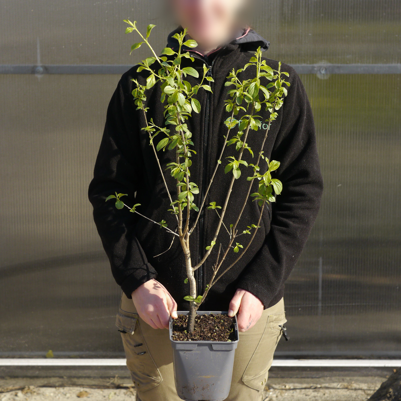 Nerprun purgatif - Vente en ligne au meilleur prix