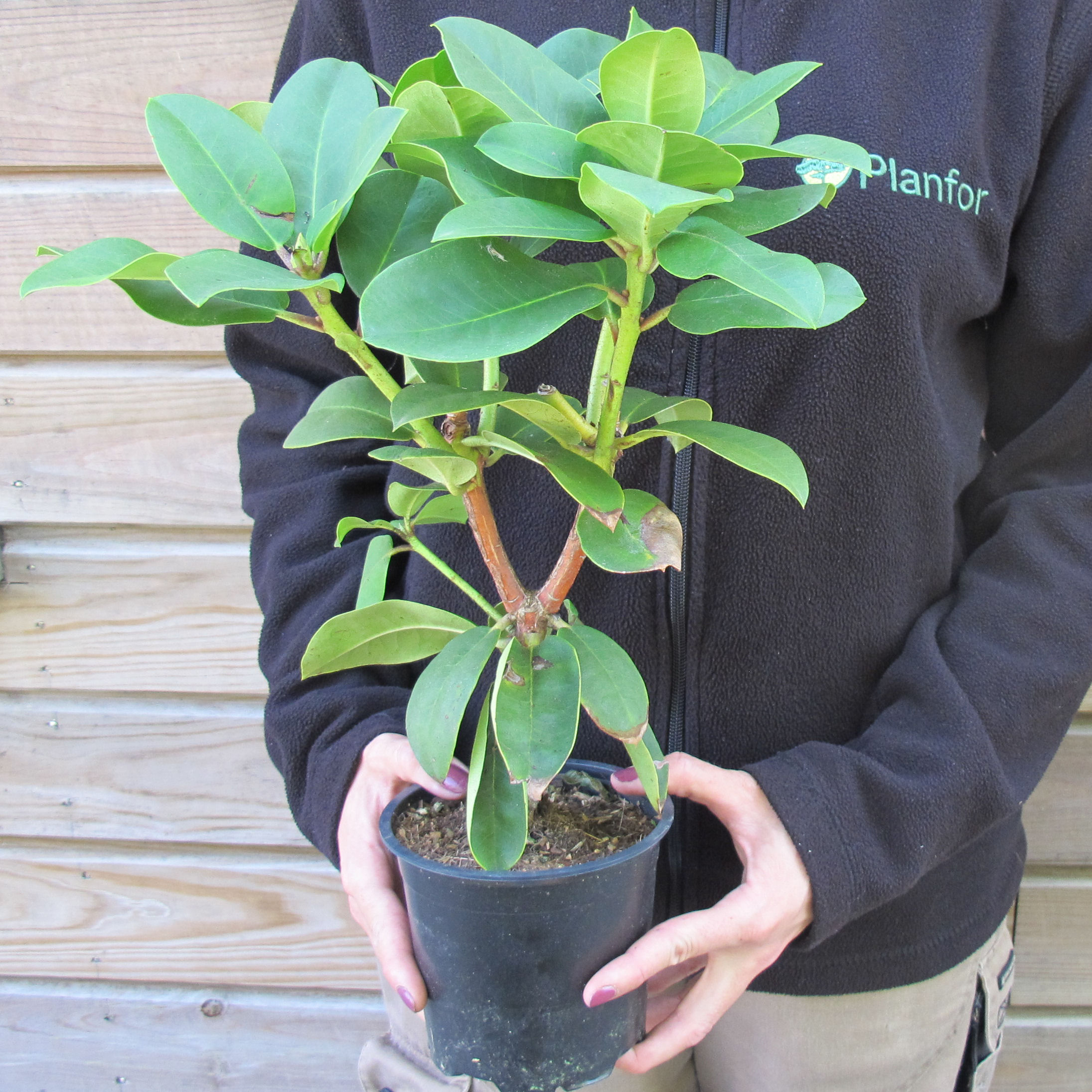 Rhododendron rose 'Germania' - Vente en ligne au meilleur prix