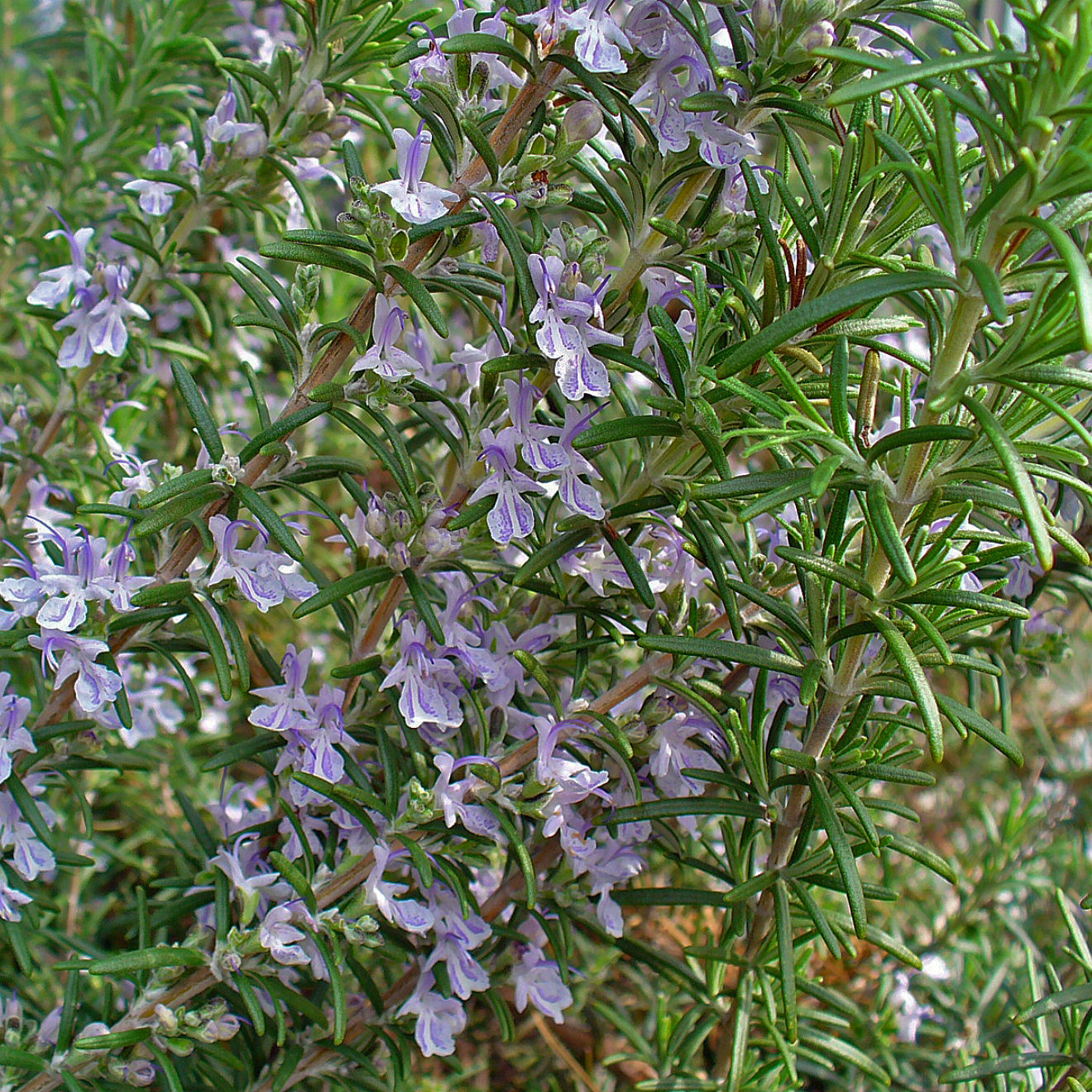 Romarin commun, Romarin officinal - Vente en ligne au meilleur prix