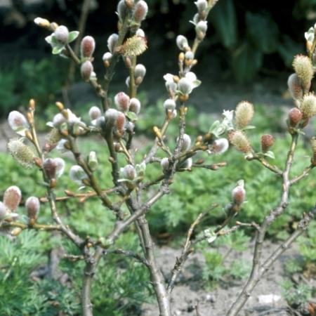 Saule rampant - Vente en ligne au meilleur prix