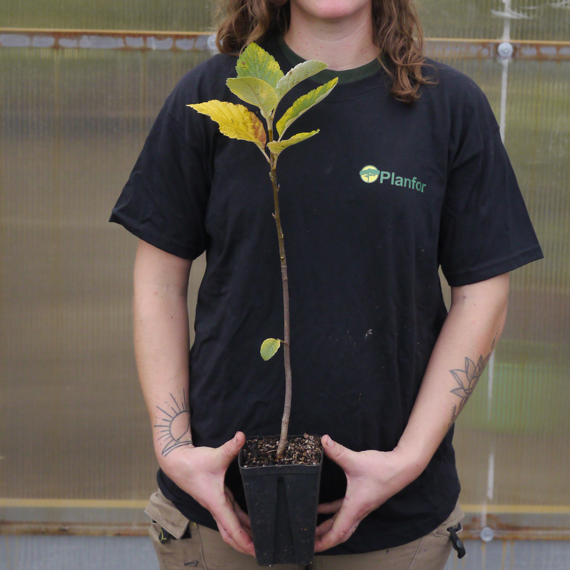 Alisier blanc - Vente en ligne au meilleur prix