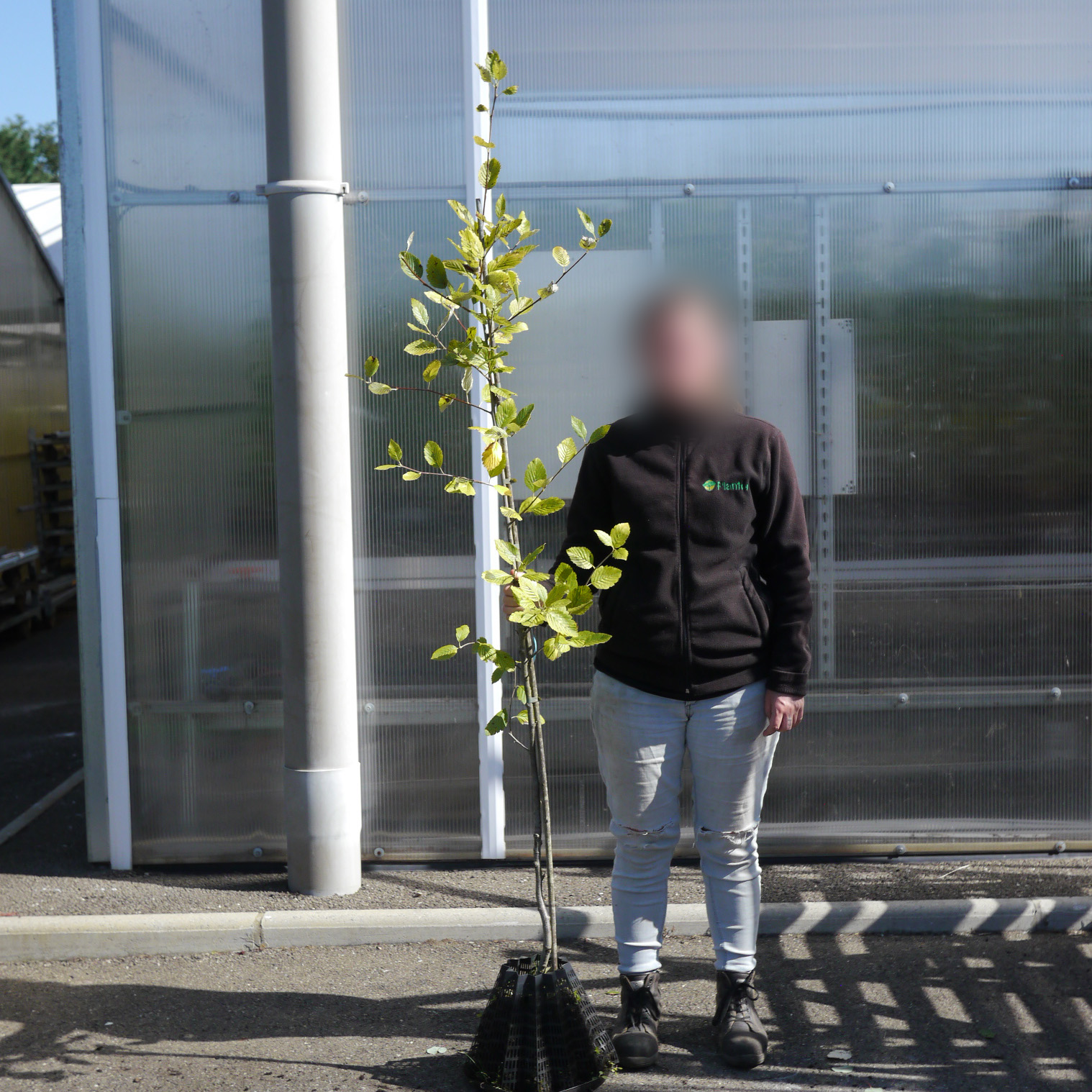 Alisier blanc - Vente en ligne au meilleur prix