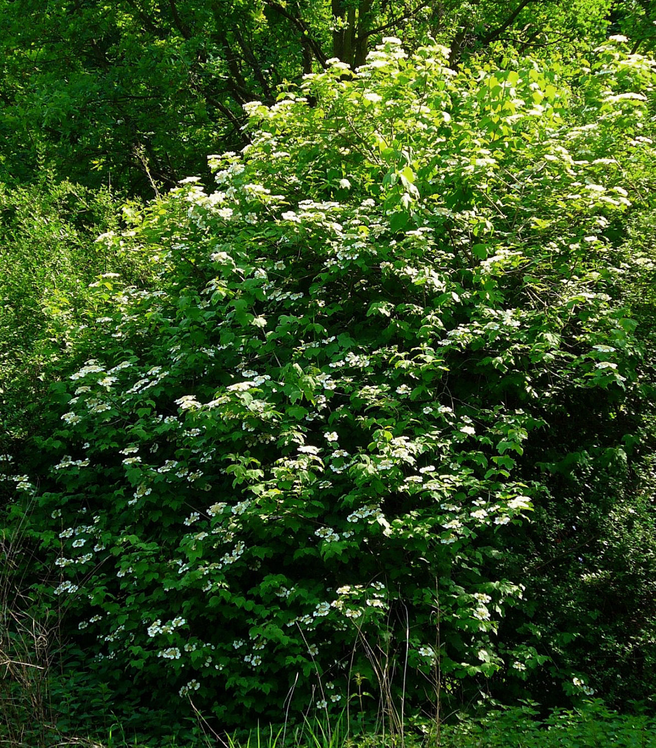 Viorne obier - Vente en ligne au meilleur prix