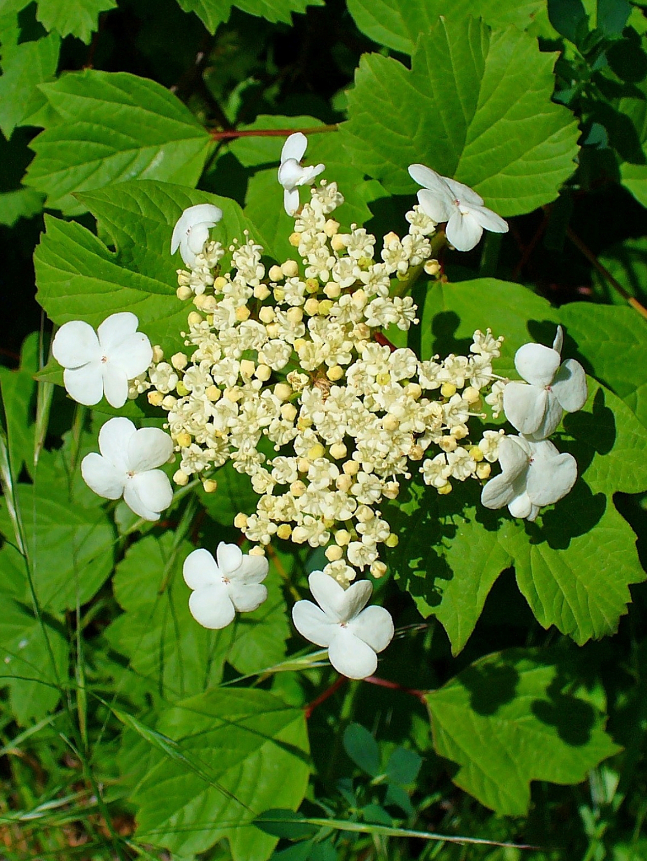 Viorne obier - Vente en ligne au meilleur prix