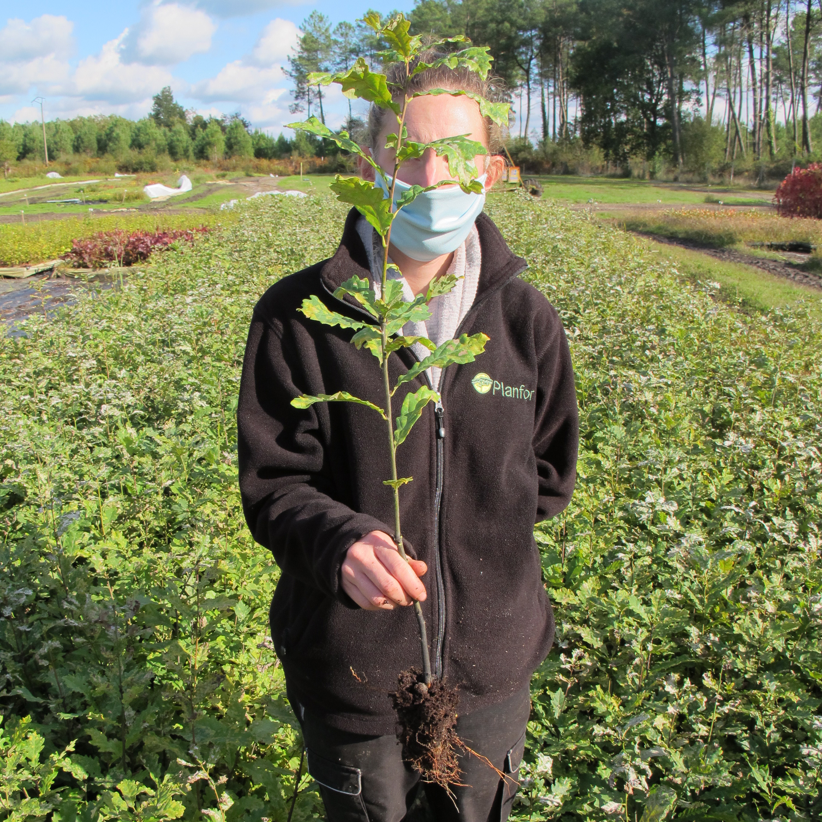 Chêne sessile, chêne rouvre - Vente en ligne au meilleur prix