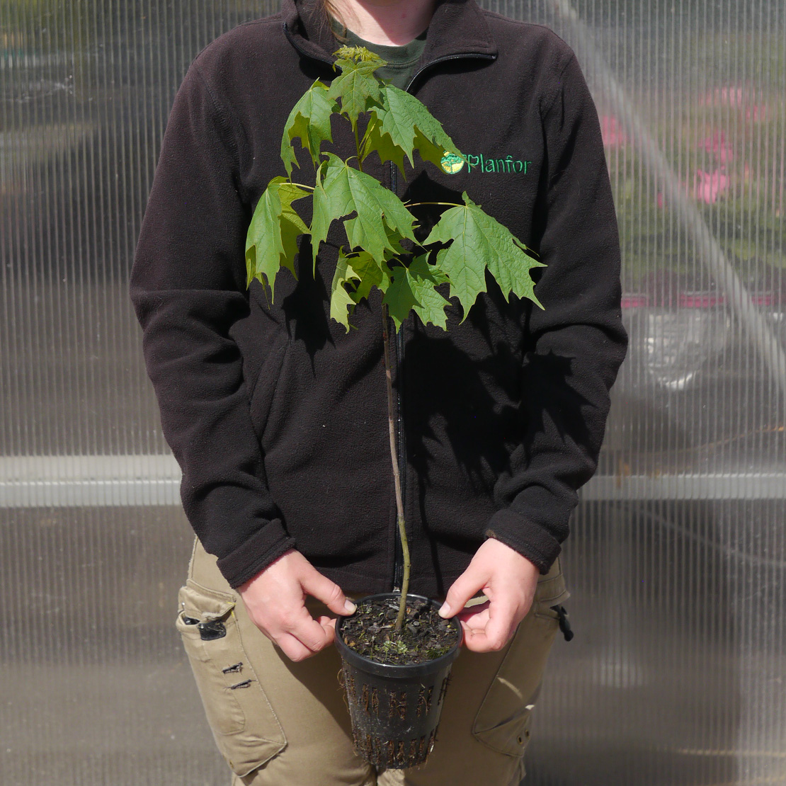 Erable à sucre - Vente en ligne au meilleur prix