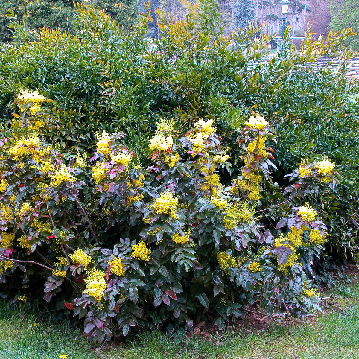 Mahonia commun - Vente en ligne au meilleur prix