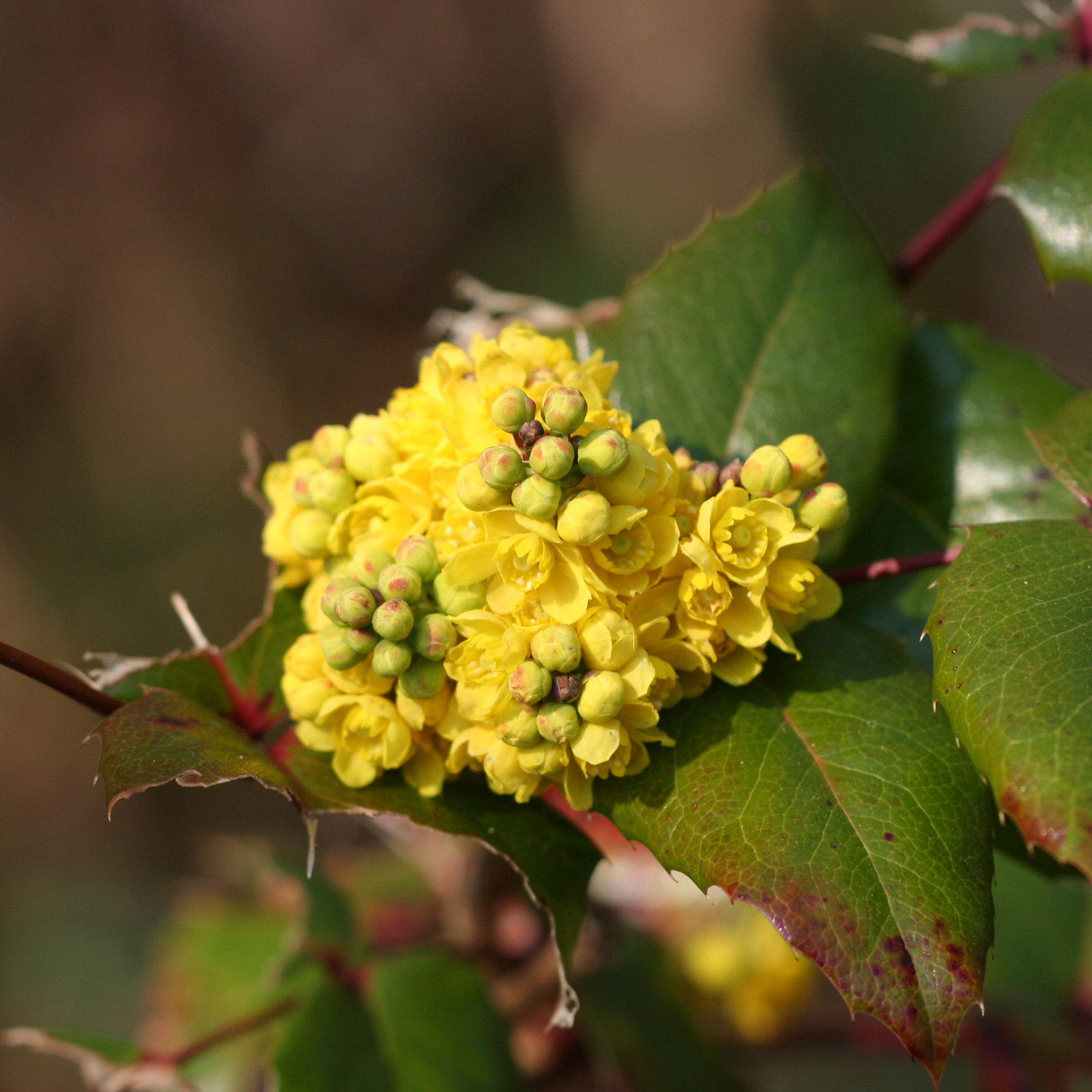 Mahonia commun - Vente en ligne au meilleur prix