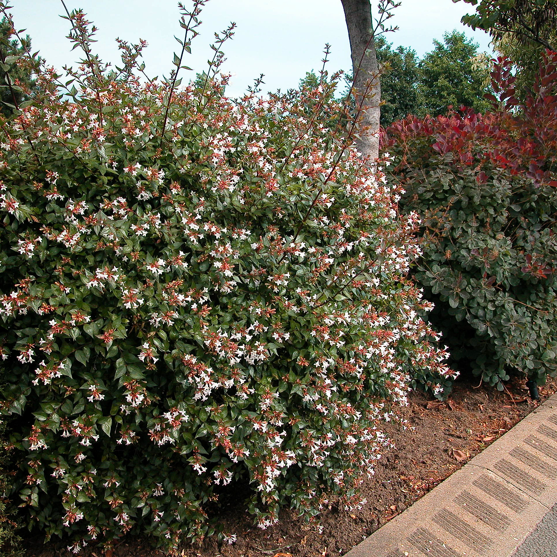 Abelia grandiflora - Vente en ligne au meilleur prix