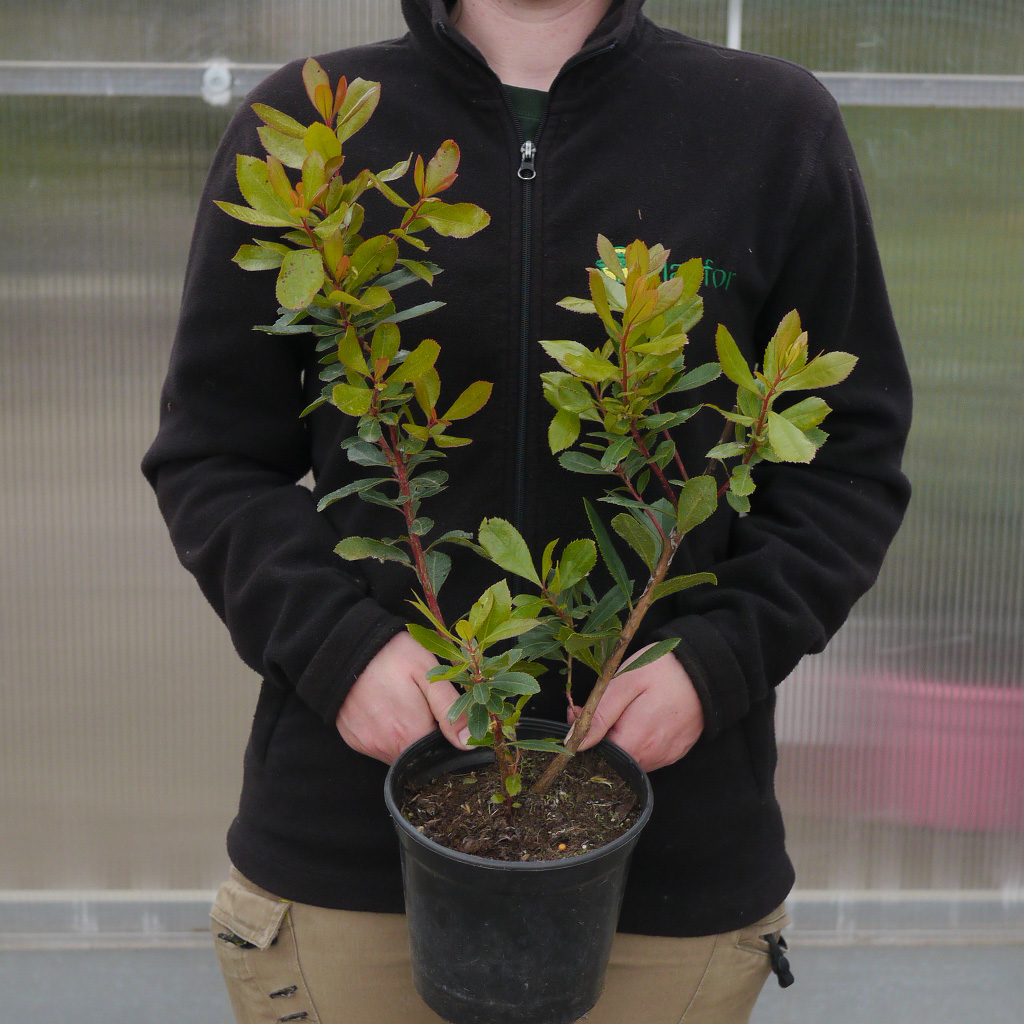 Arbousier - Vente en ligne au meilleur prix