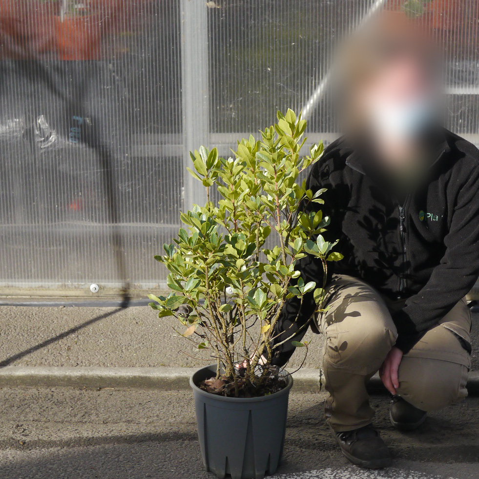 Arbousier - Vente en ligne au meilleur prix