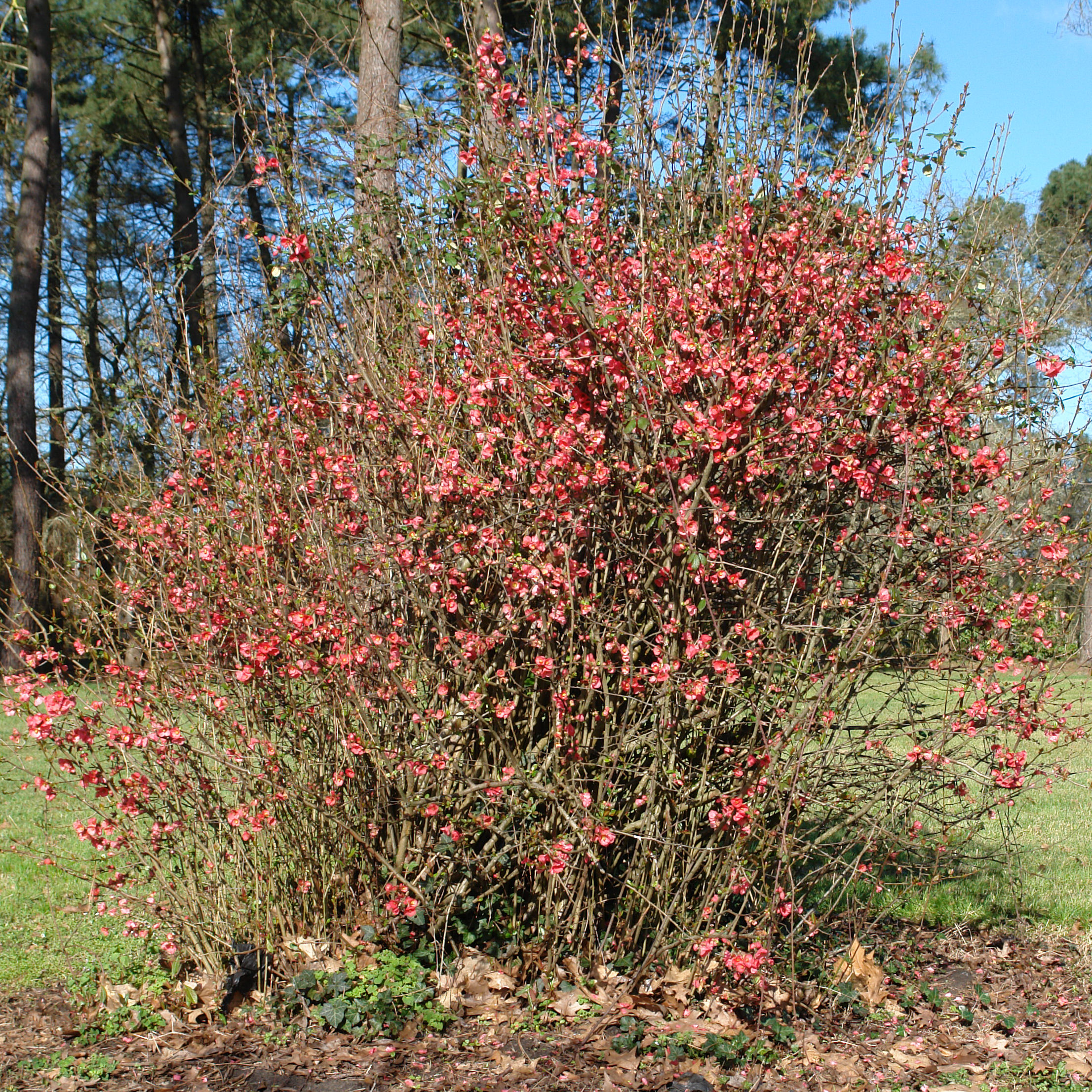 Cognassier du Japon Rouge - Vente en ligne au meilleur prix